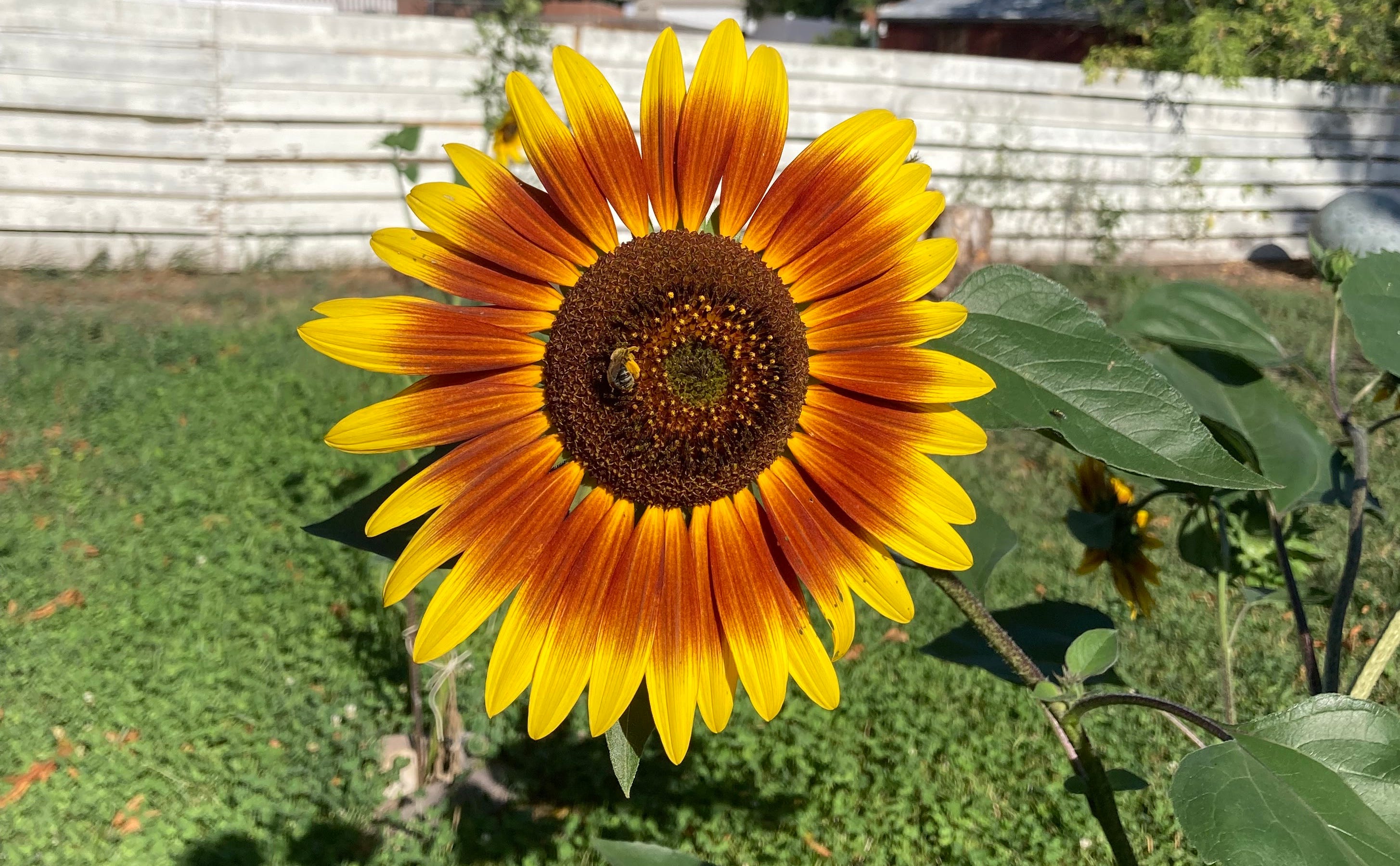 Coco and the Mango - by Carol Anne Lesser