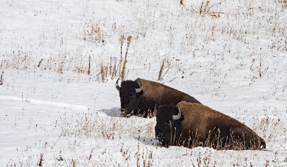 Fire and Ice - by Mark Caicedo - PuraVida