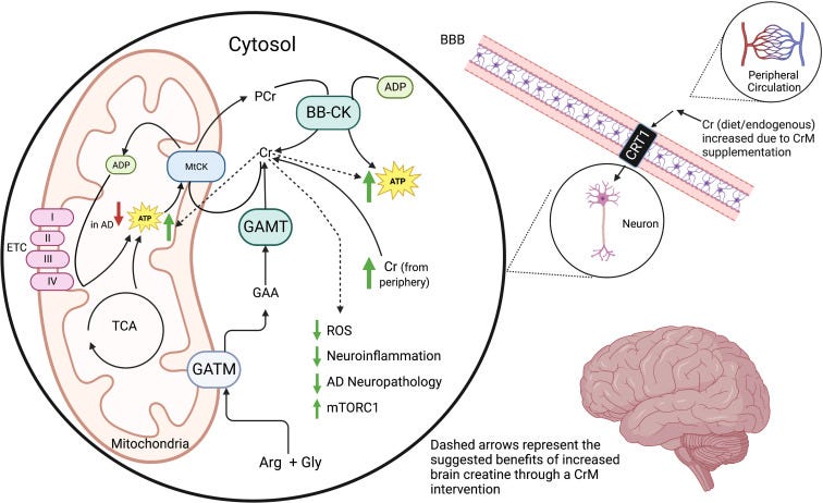 Creatine for Alzheimers Disease Patients - by Louisa Nicola