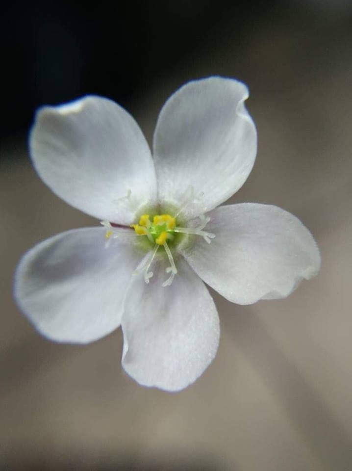SPECIES PROFILE: DROSERA NEOCALEDONICA - by Dan DiPietro