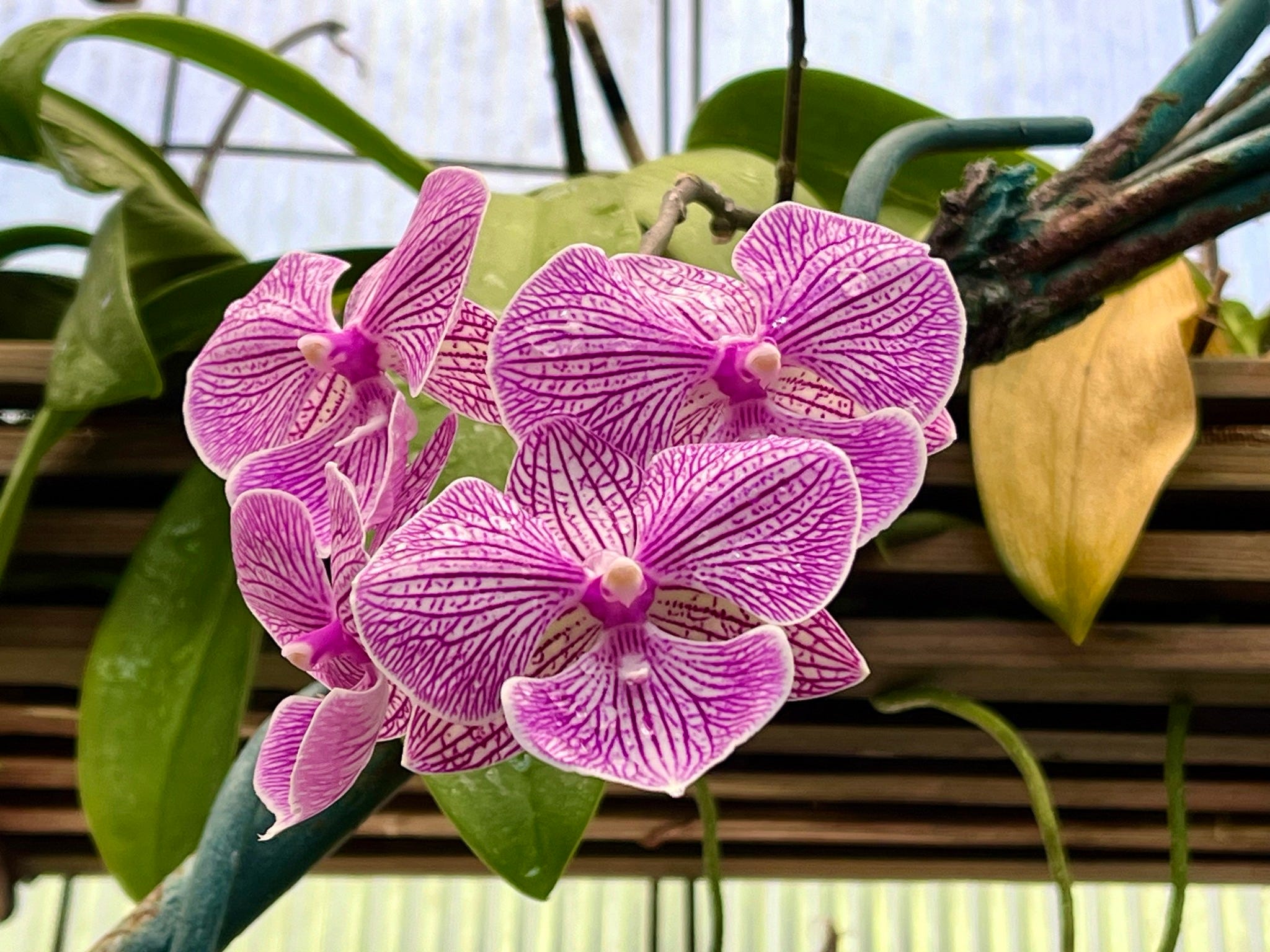 Blooms and Butterflies in the Desert - by Deb Sinness