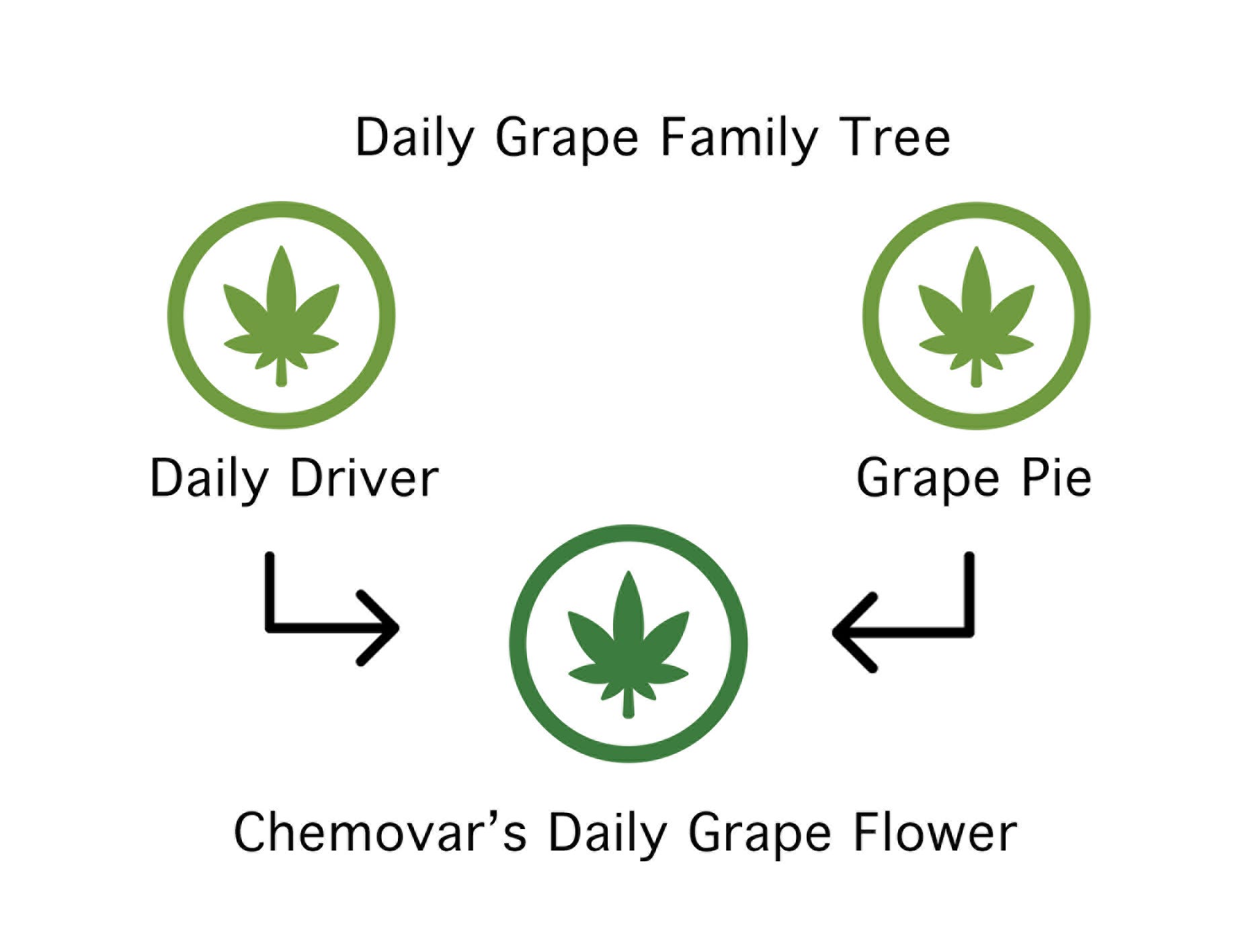 Chemovar's Daily Grape Flower Review | AusCannaReviews