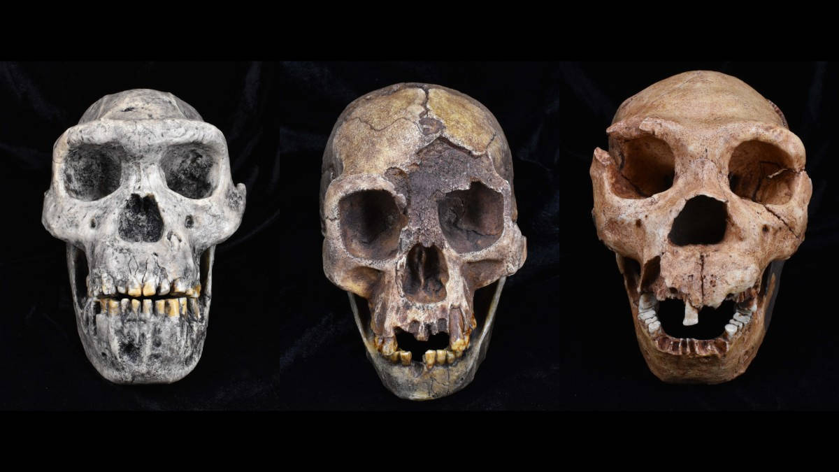 The Complexities of Hominin Evolution: The Role of Interspecies Competition