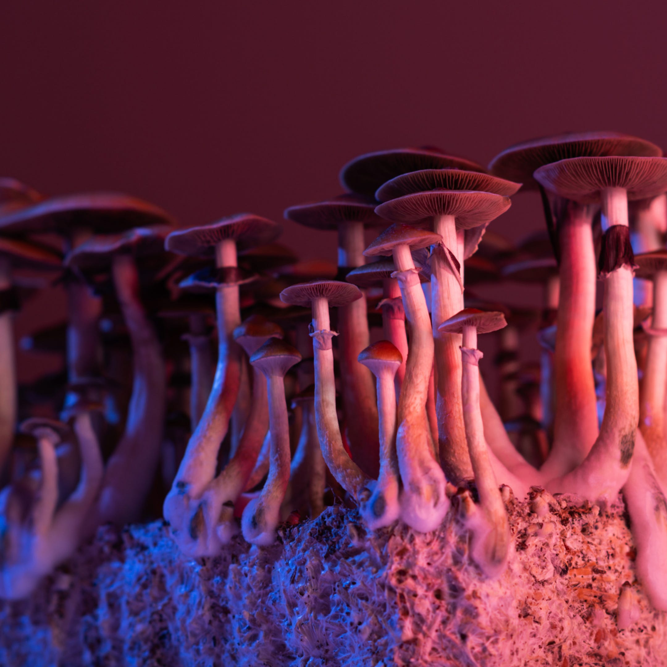 Introduction to Psilocybin: An Overview for Law Enforcement
