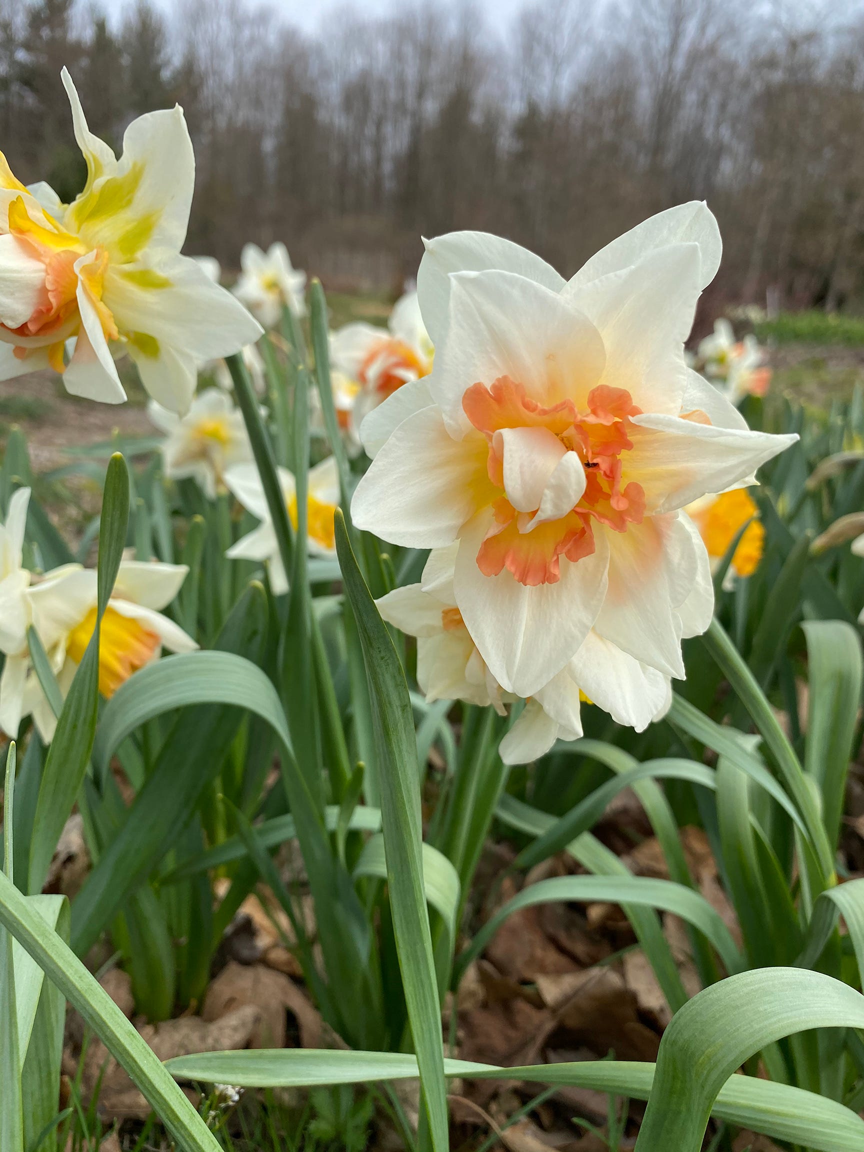 March 15 to April 15 Moon Sign Management