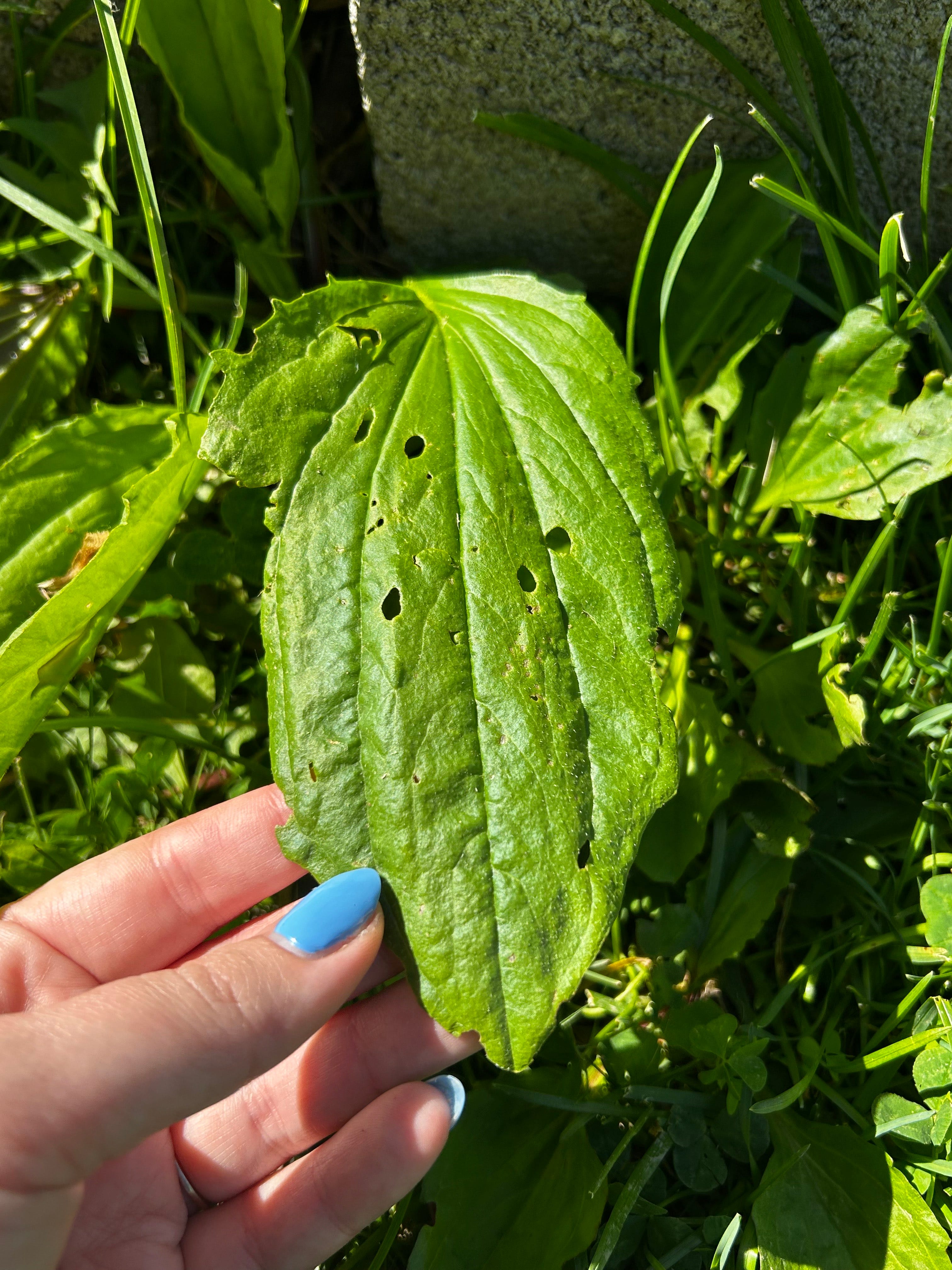 Plantain (Plantago major): Healing Benefits, History, and How to Use ...