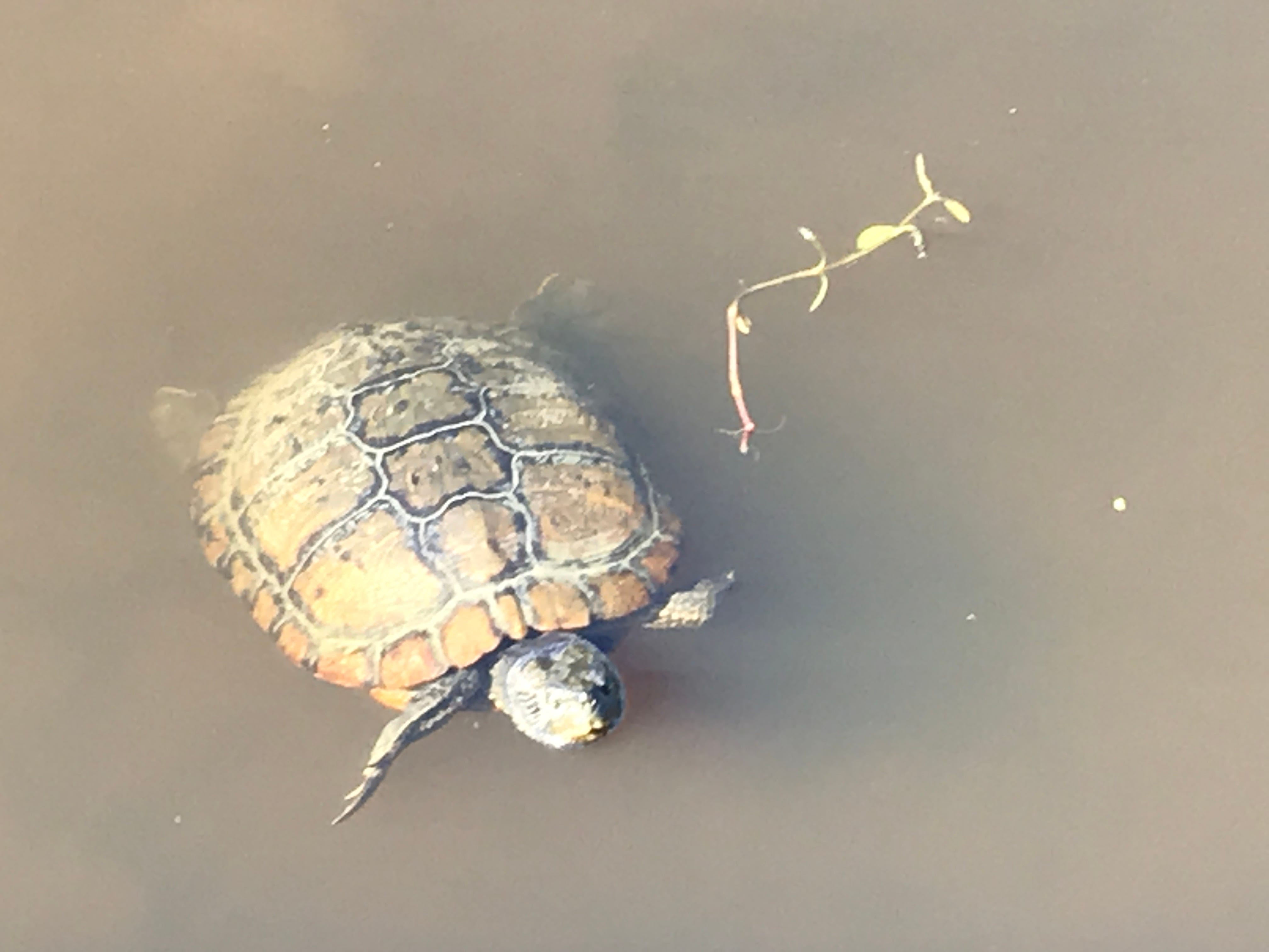 Turtle Haiku - by Jerry Hensel - Jerry’s Substack
