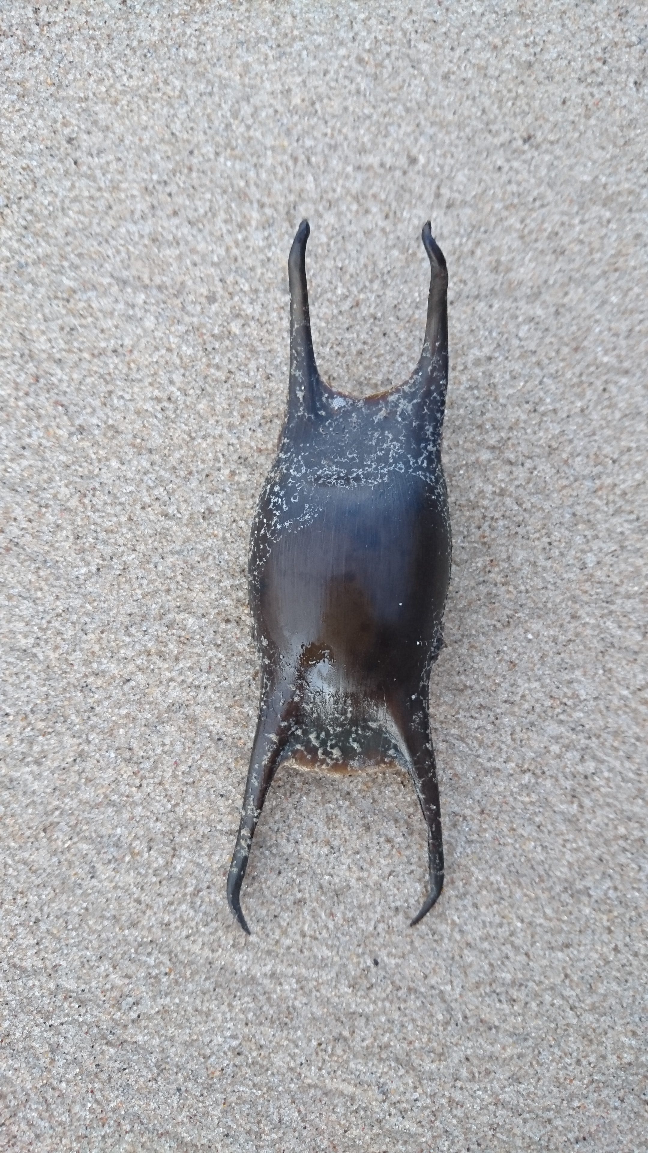 Happy As The Heart - by Imogen Ashwin - Bracken & Wrack