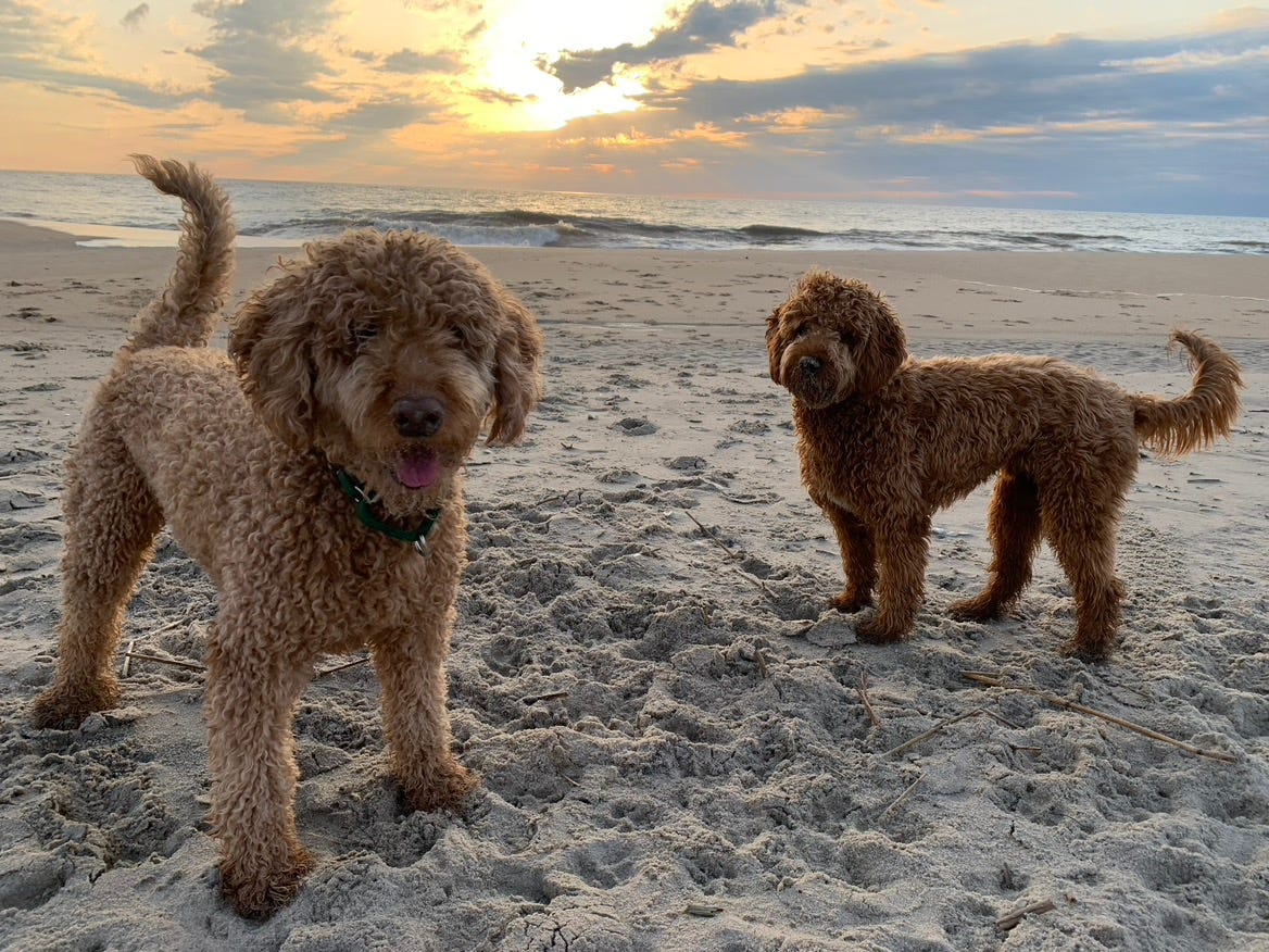 Dan Byman | Substack