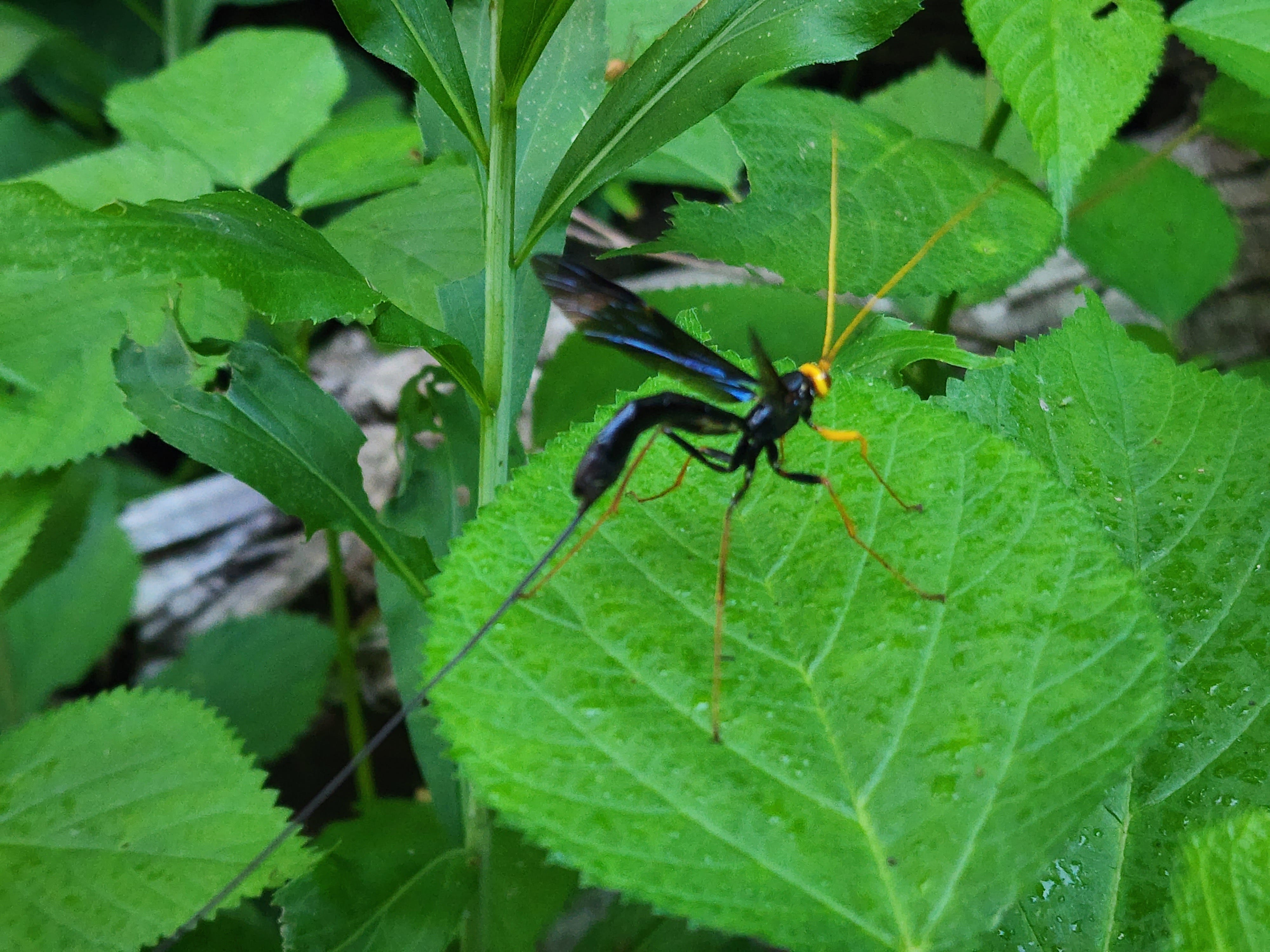 A Black Black Giant Ichneumon Wasp! - by Robert Leonard