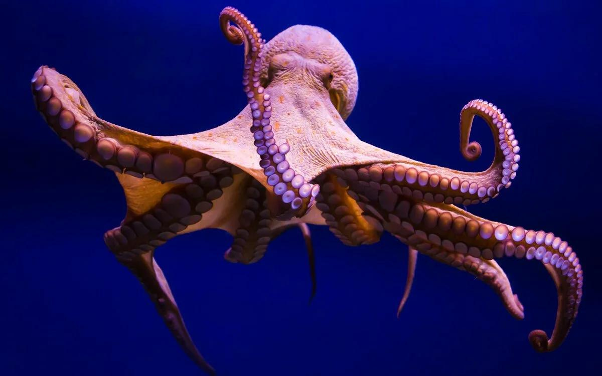 The Fascinating Biology of Octopuses: Masters of the Ocean Depths
