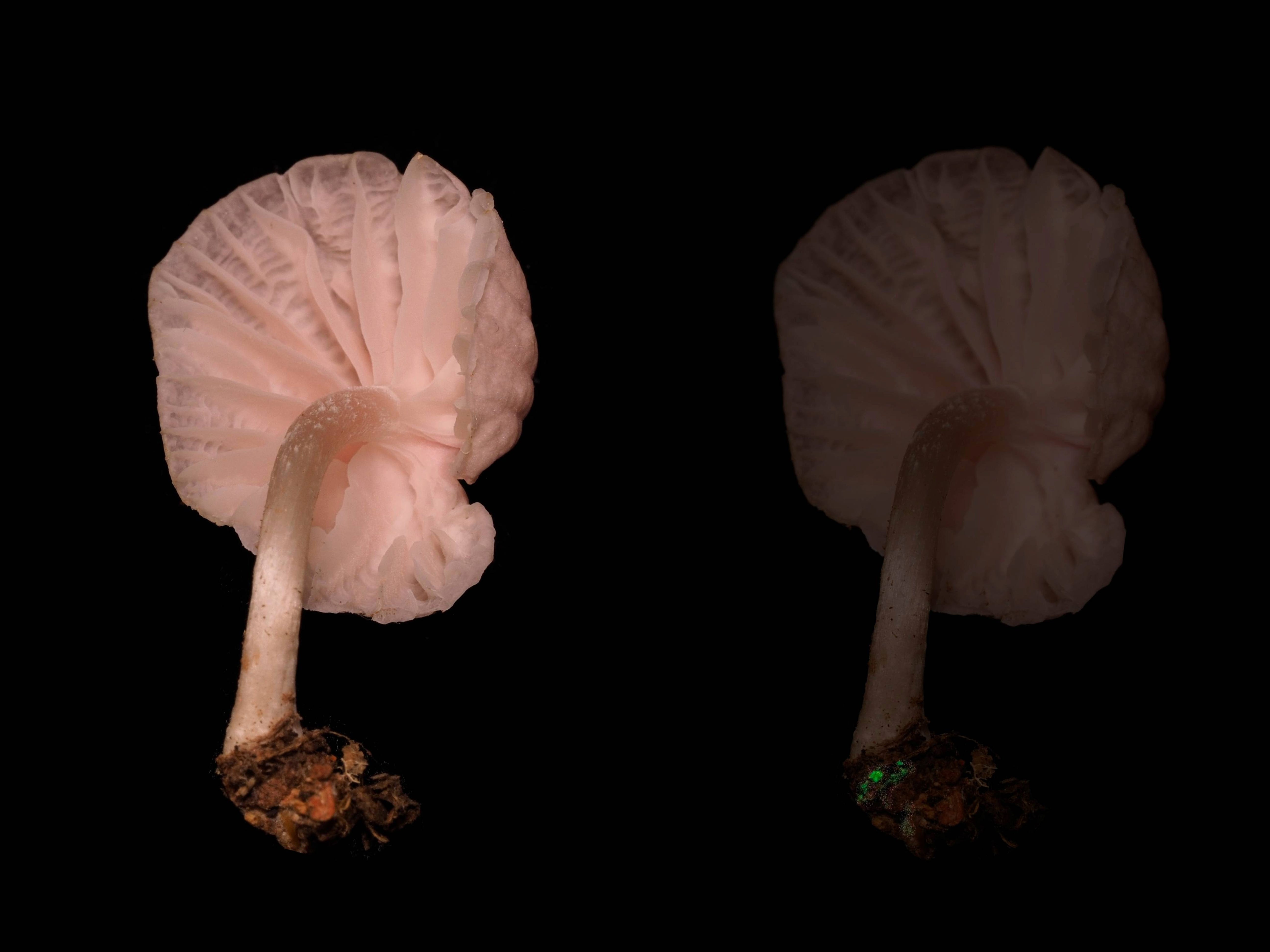 Glowing Unseen | A 2023 Roundup of Malaysian Bioluminescent Fungi Finds