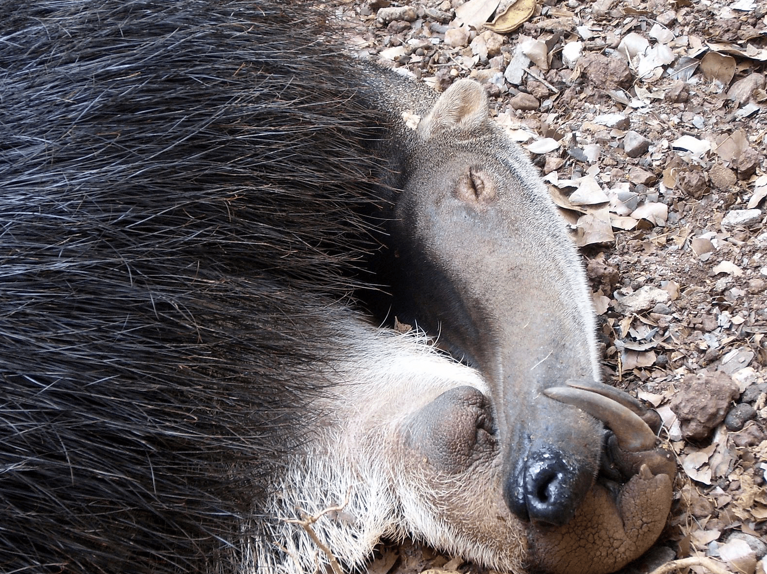 Giant anteater ASMR might be the very best animal ASMR