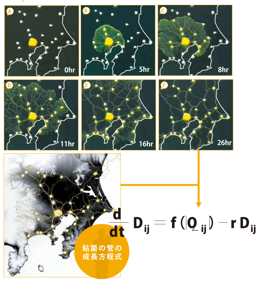 Brainless Genius: Slime Molds and the Tokyo Railway System