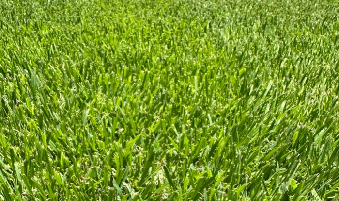 19 thoughts on "touch grass" - by Alexis Madrigal