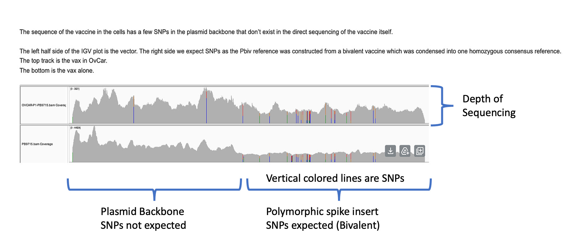 Plasmid DNA replication in BNT162b2 vaccinated cell lines