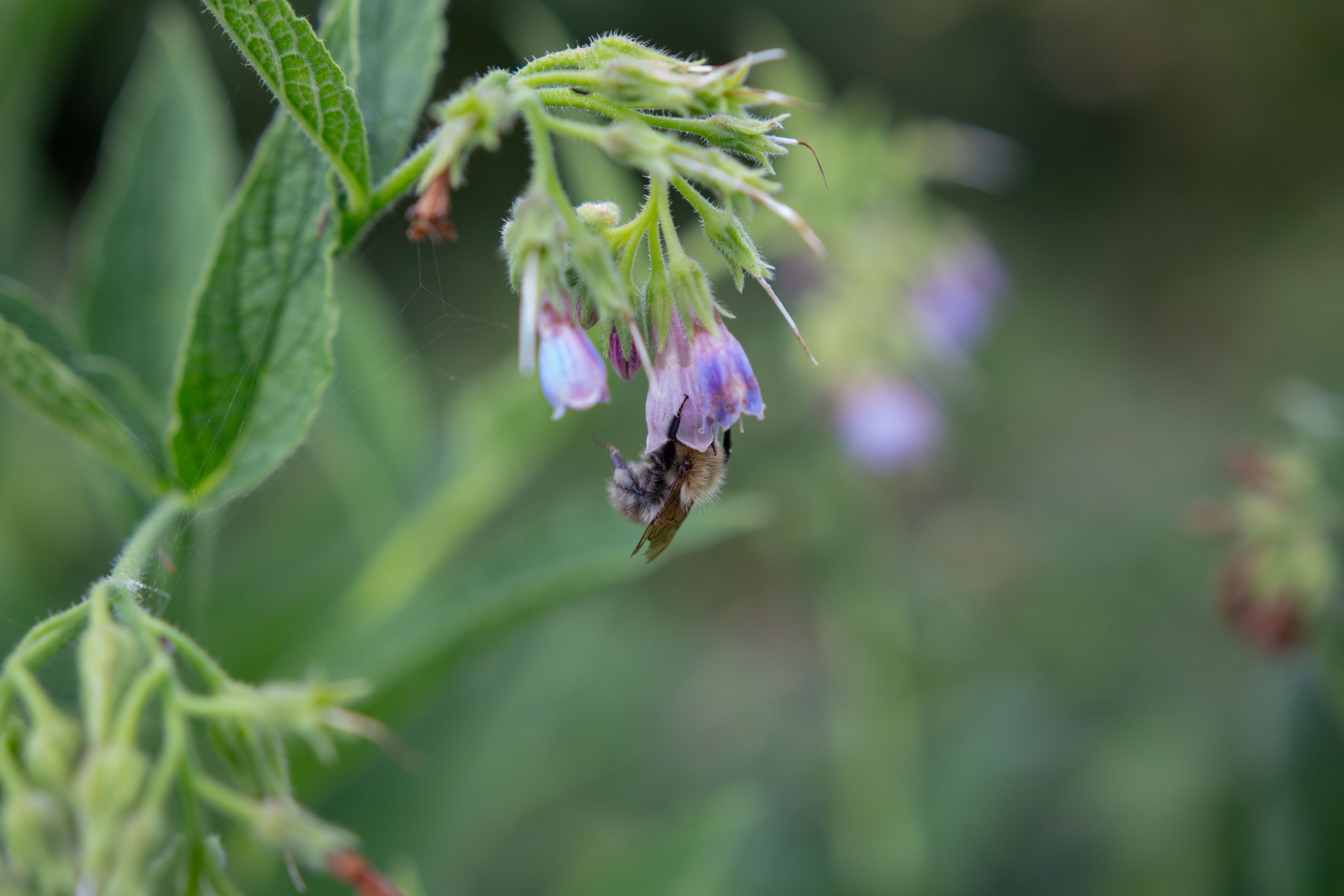 Bumblebee spotting with friends - by Thomas Winward