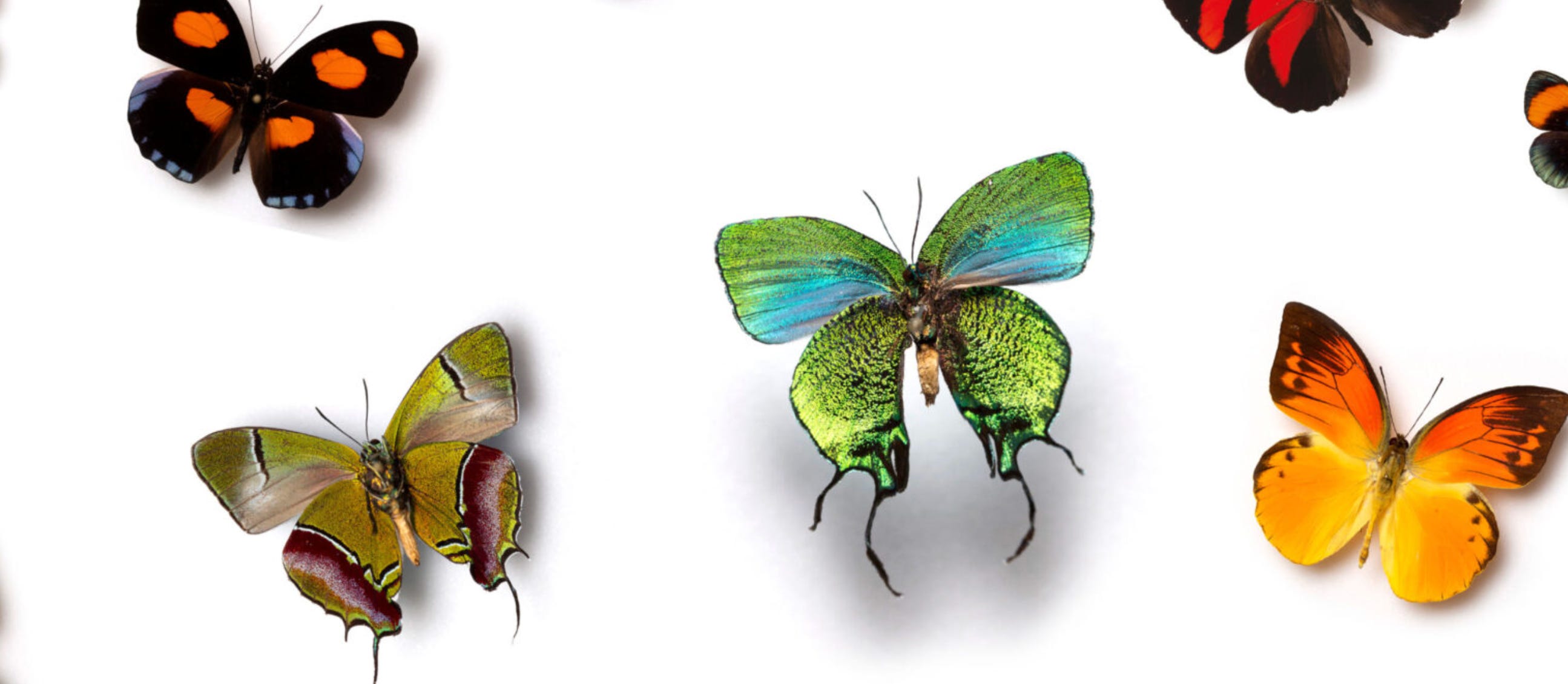 Mountain Tui | Substack