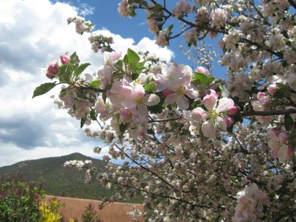 March 24: Spring in Northern New Mexico