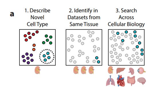 A primer on scRNA-seq foundation models - by Abhishaike