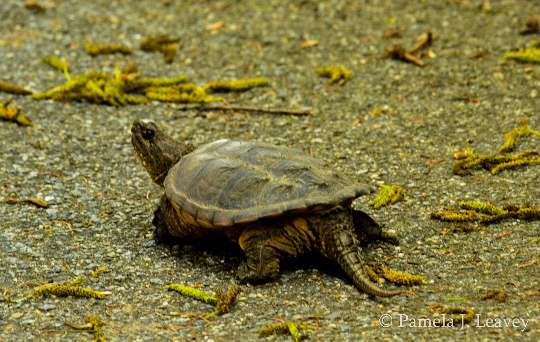 Photo Essay: Snappy the Turtle Goes on an Adventure...