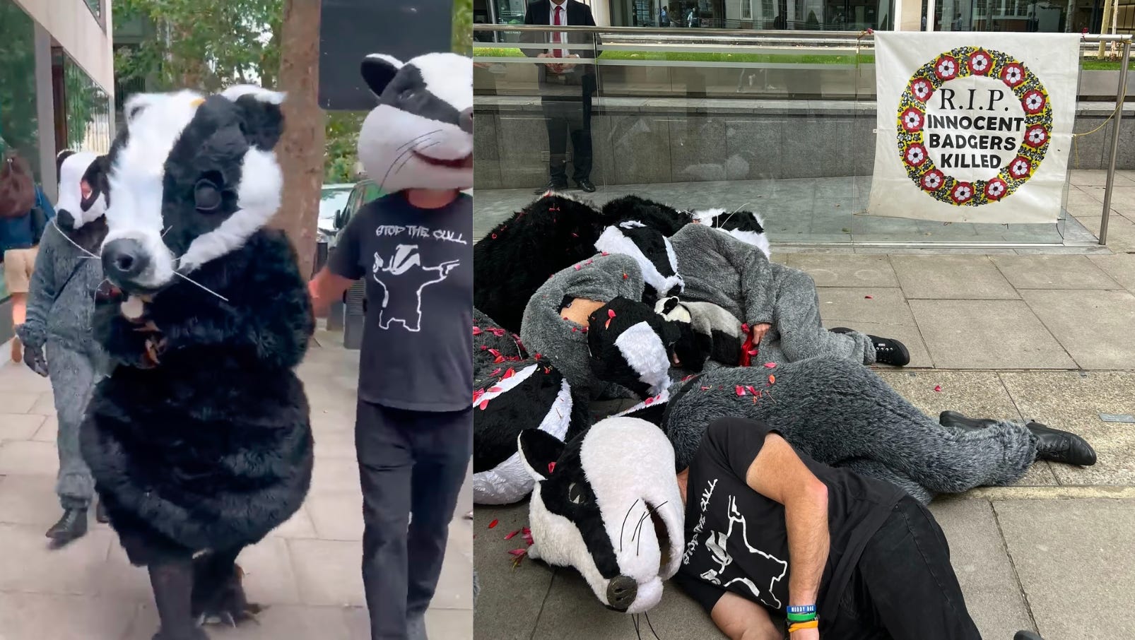 Yet more pressure put on DEFRA to end the senseless Badger cull!