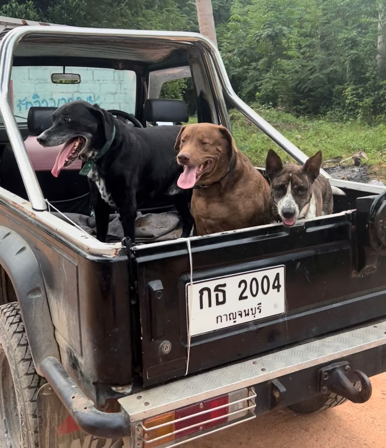 The 10 Best Best Dog Transformations And Why I Should Probably Be A ...