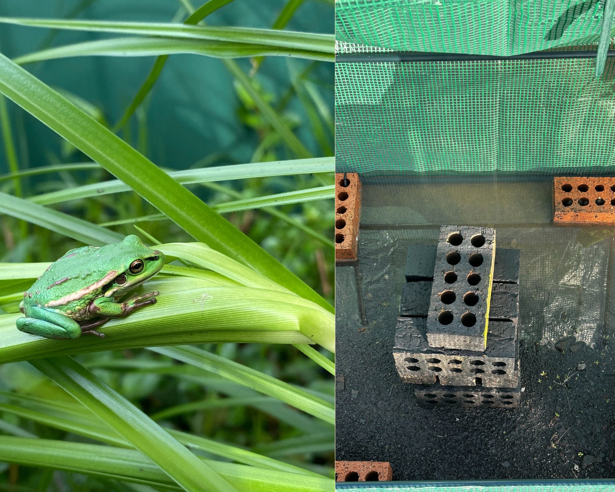 Battling Chytrid: A Conservationist’s Journey to Protect Frog ...