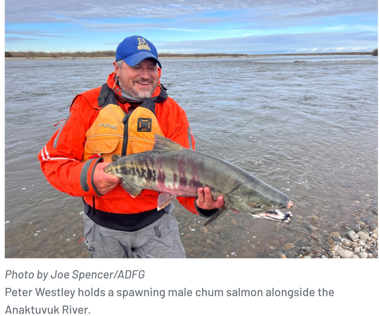 Salmon in Arctic Ocean? How cool is that - Must Read Alaska