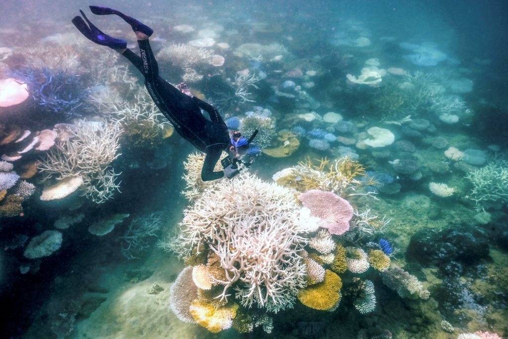 The only way to save coral reefs - by Emily Atkin - HEATED