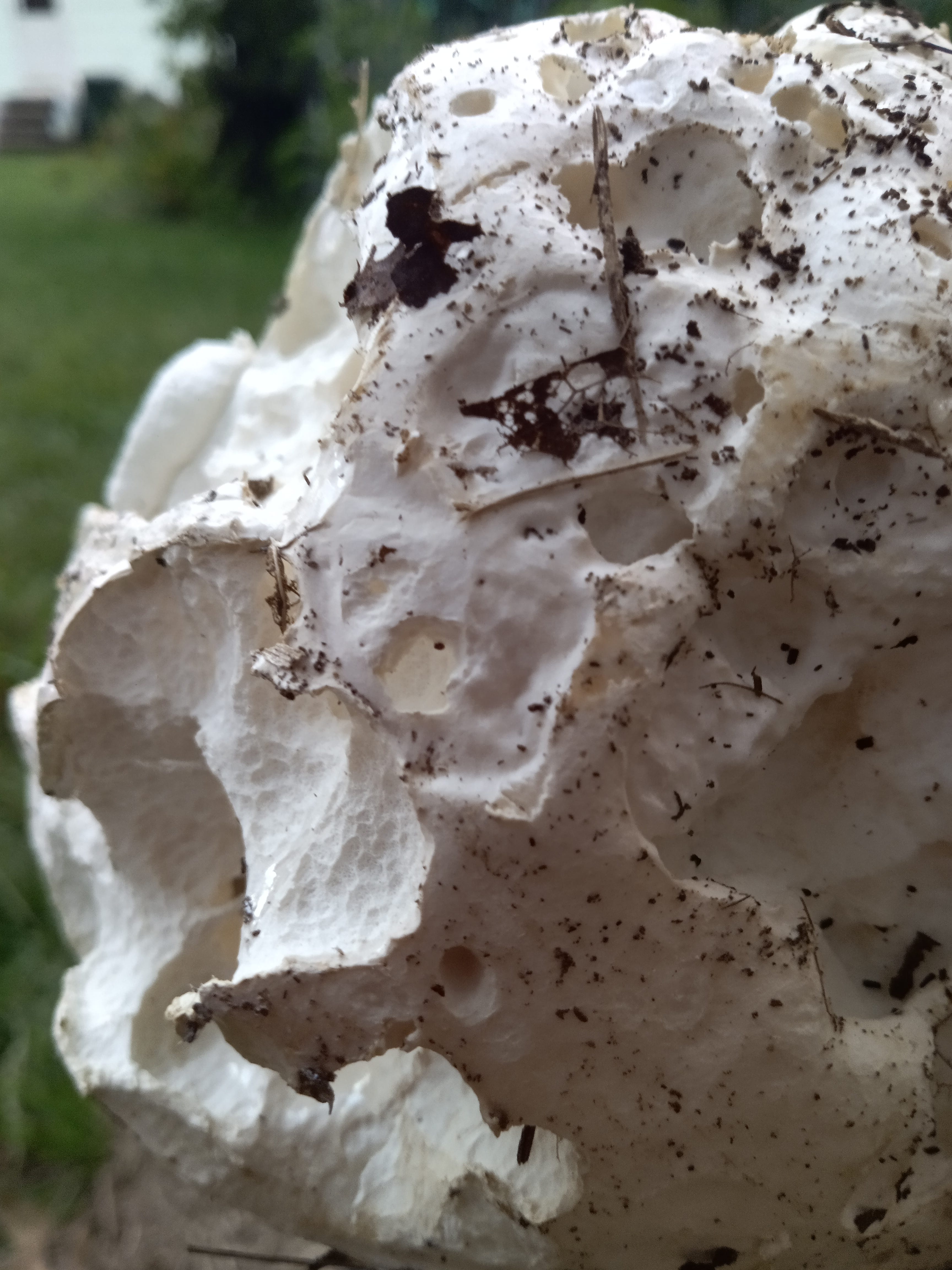 Baby Mushroom Skull Hunting - by Elliot Lessing