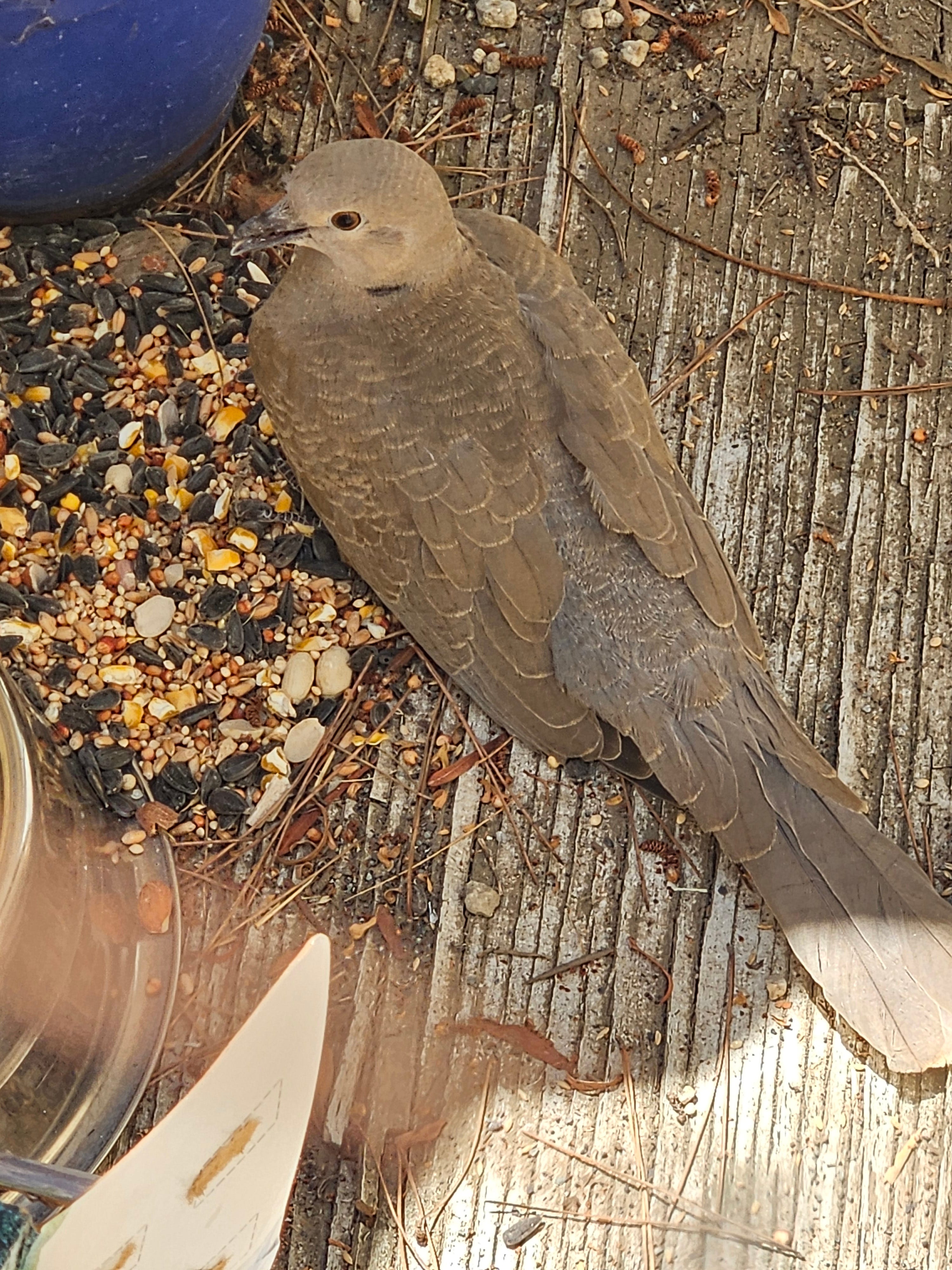 Bye, Bye, Birdy, the Walking Euroasian Collared Dove