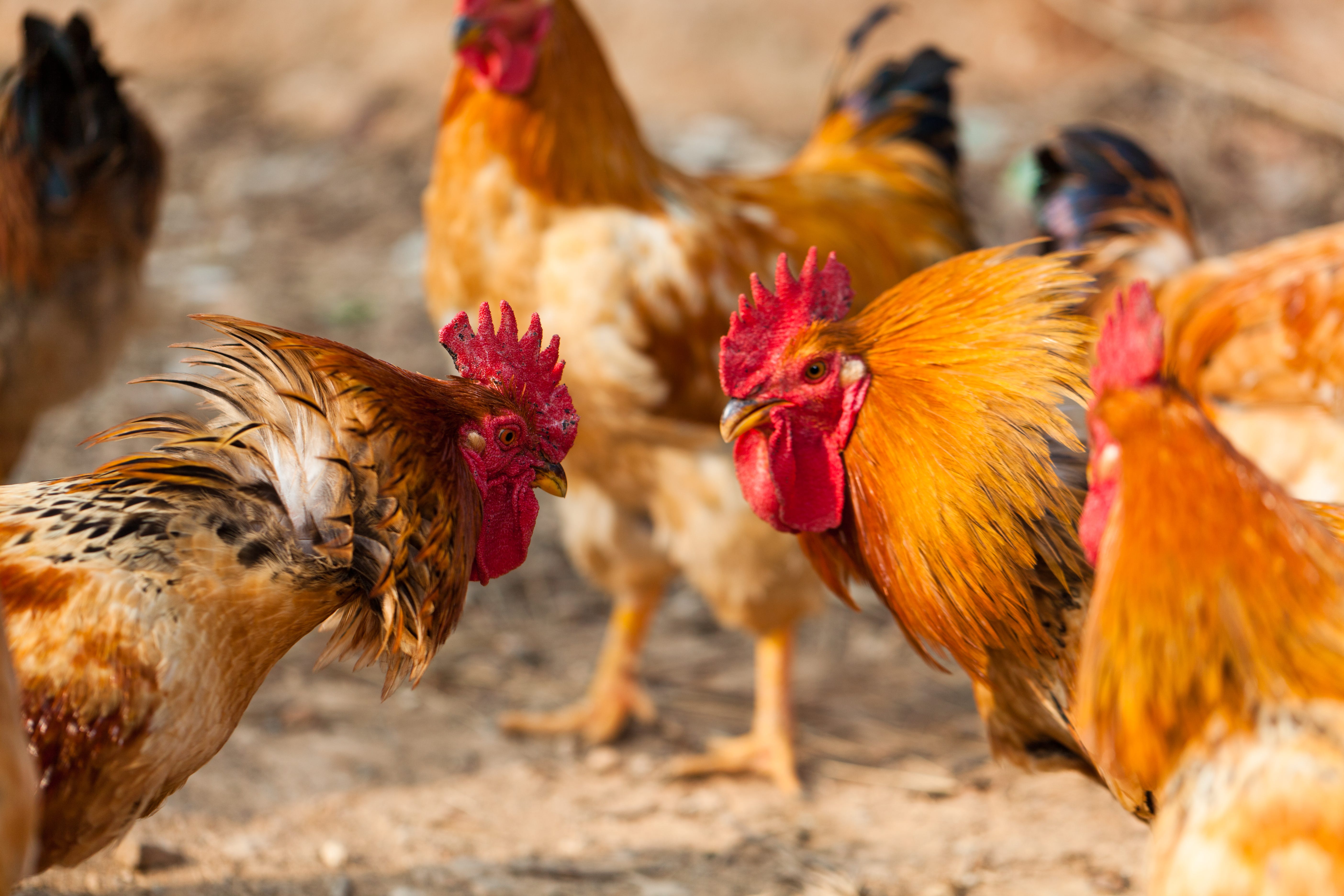 The Intricate Beauty of Pecking Orders - by Ivan D Chase