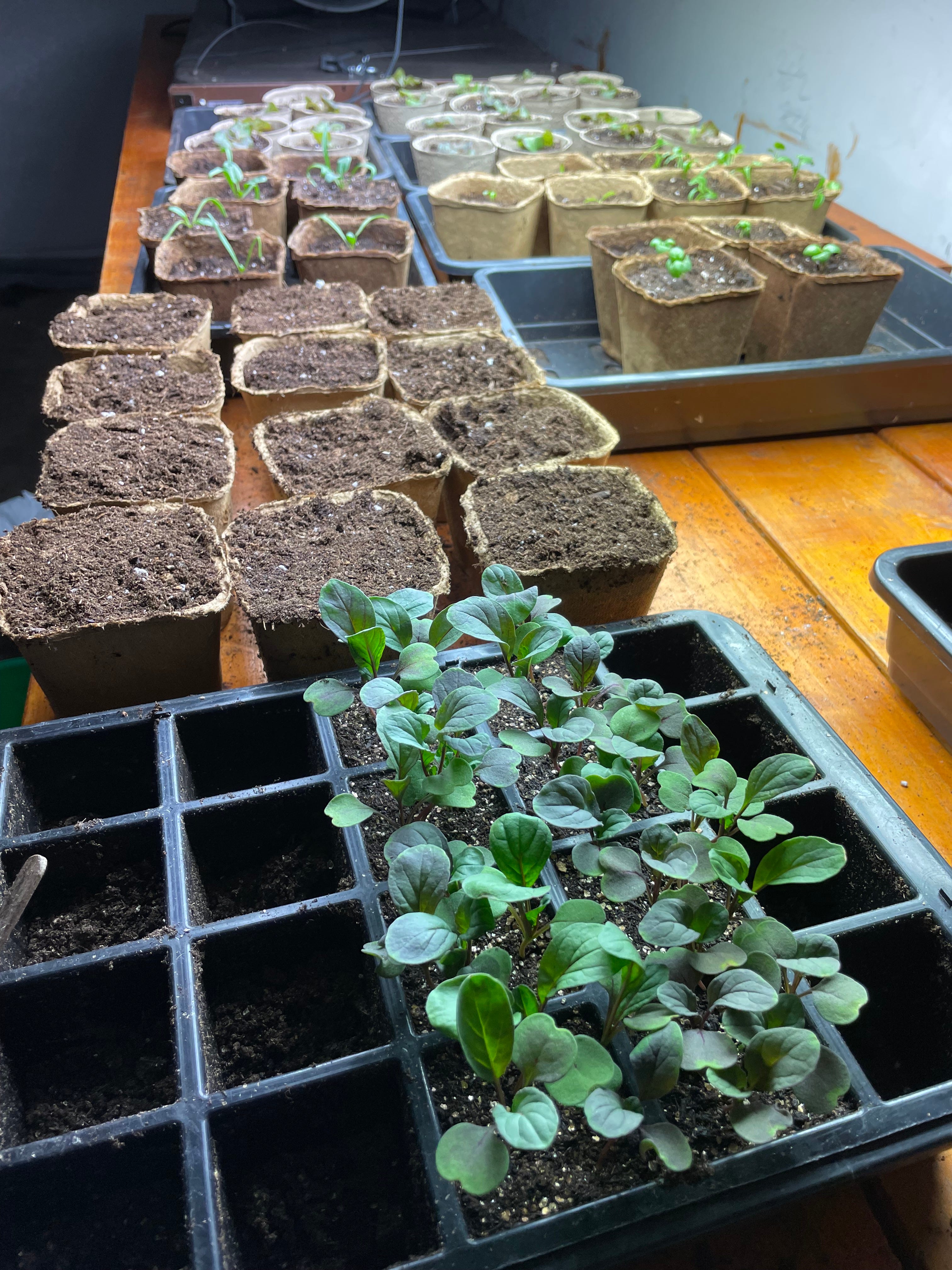 Spaceship Garden - by Sandy Ernest Allen