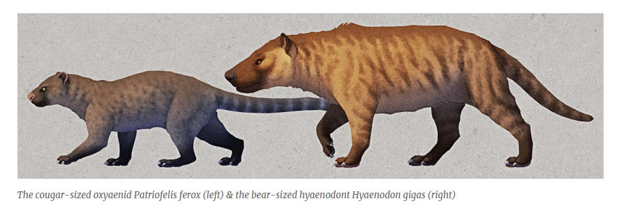 The Other lost world - The Lanius Shrubstack