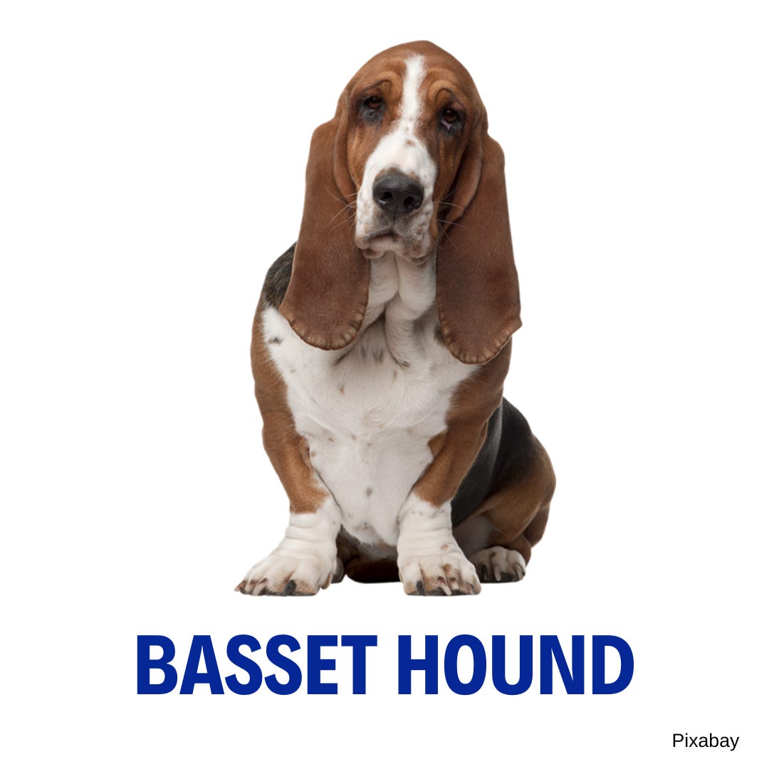 Descubre qué tipo de vendedor perro eres y aumenta tus ventas.