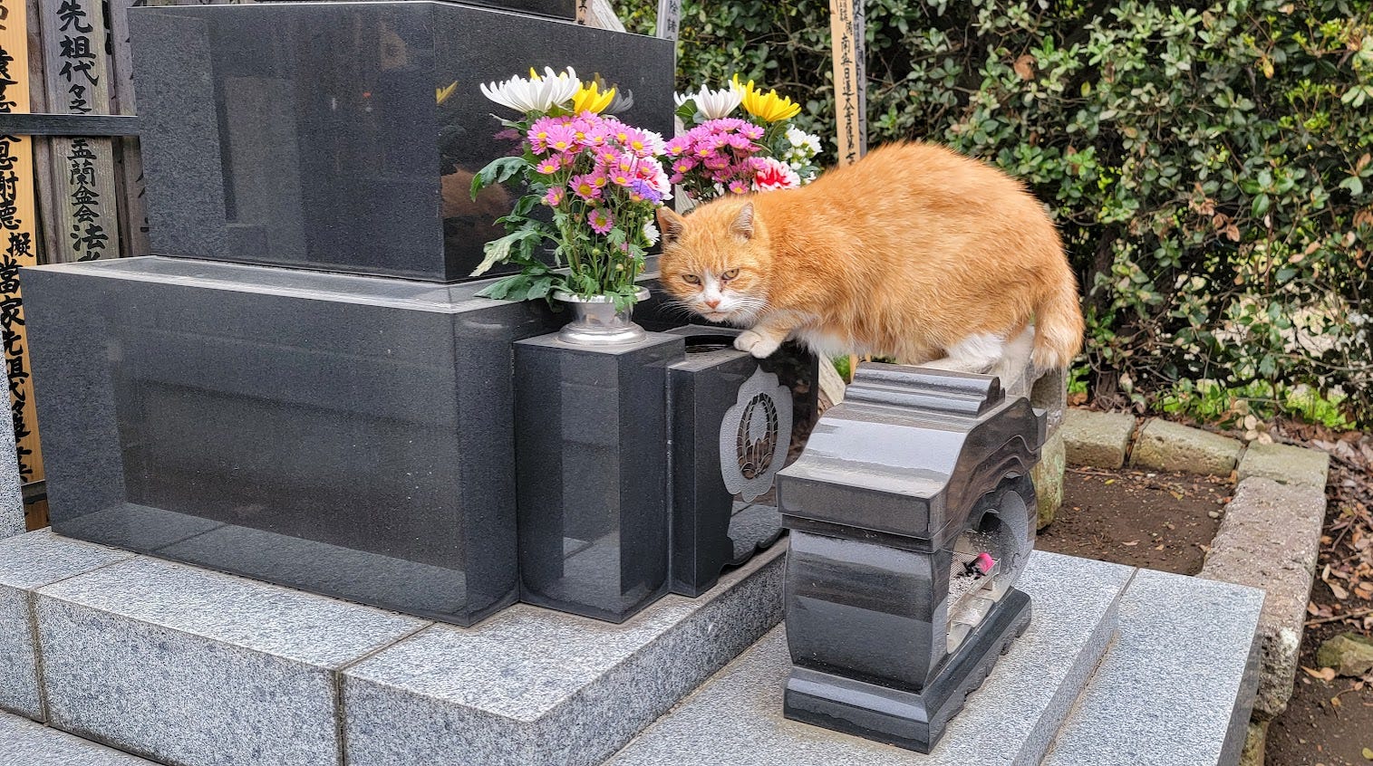 Cemetery Cats - by Bill Adler - Stray Cats of Japan