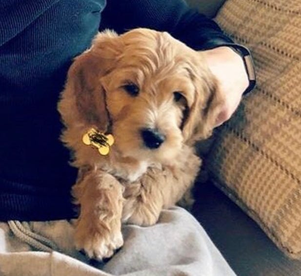 Zed Evening Takeover #1 - Elsa’s Substack