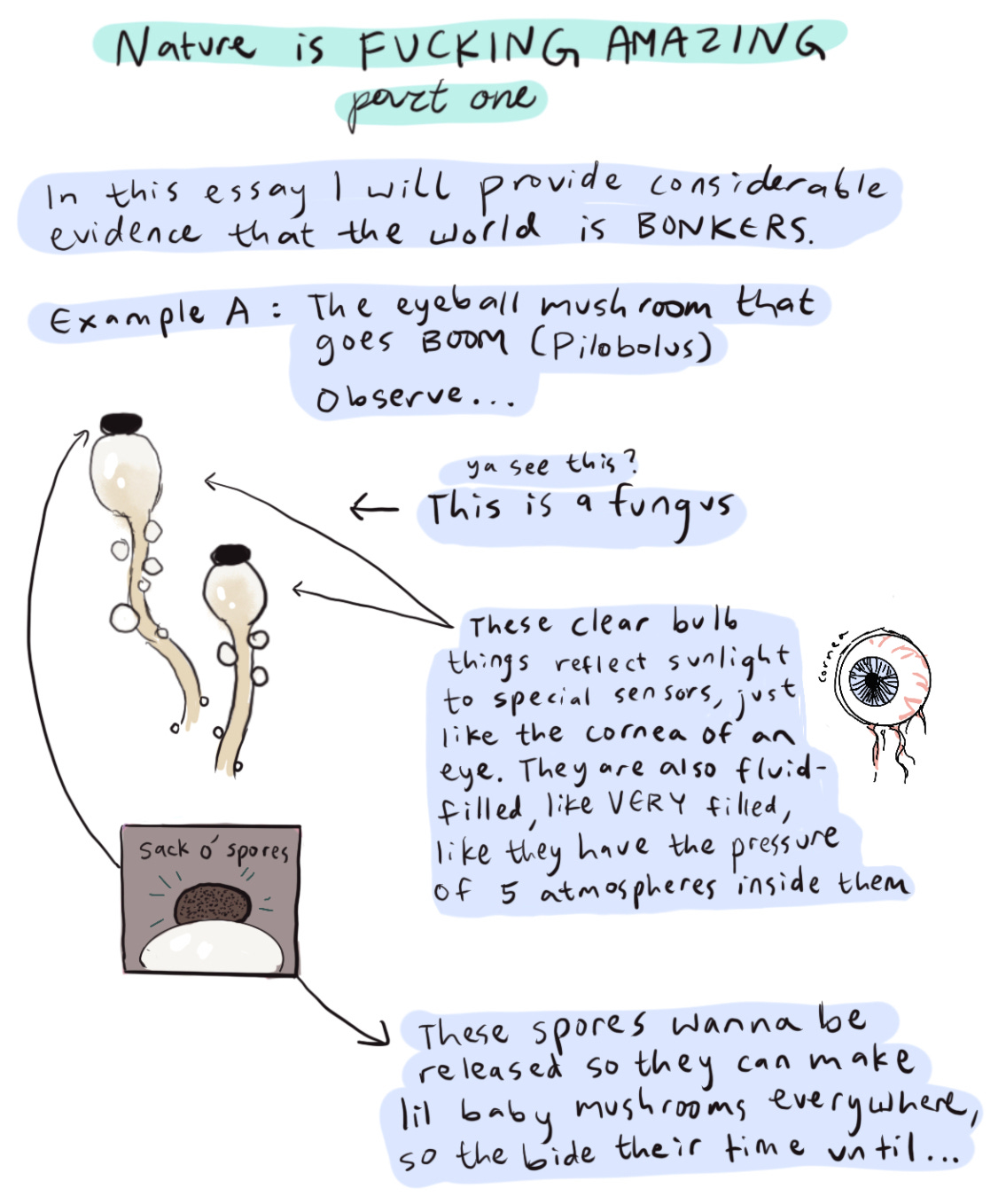 Boom! - by Scout Arbor - Scout’s Substack