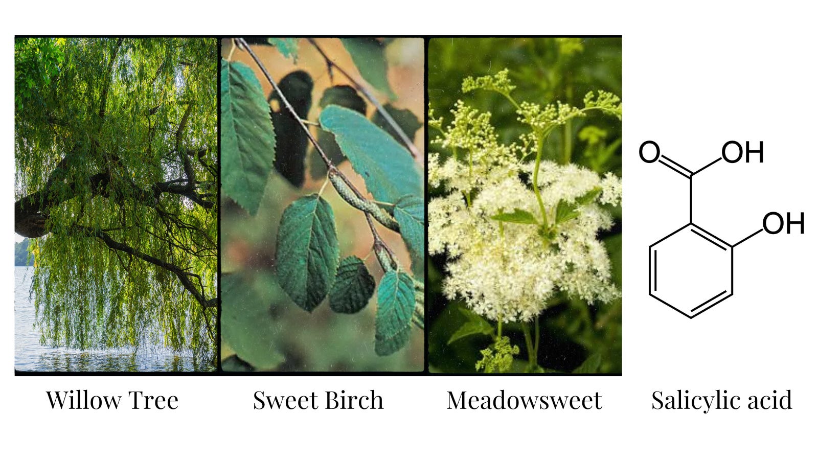 The willow tree's gift to treating acne