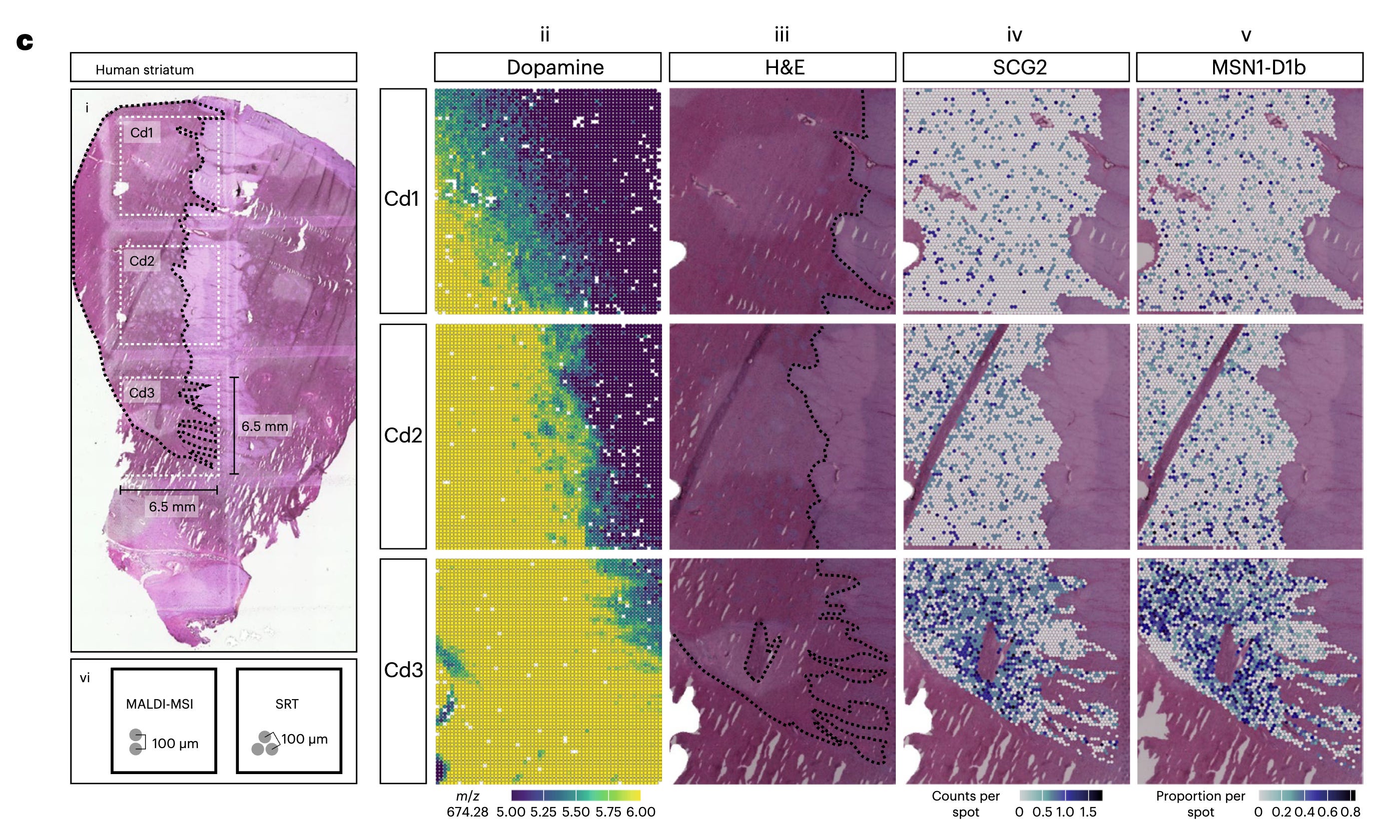 Bridging the Gap Between Gene Expression and Metabolism: A New Technology for Spatially Resolved ...