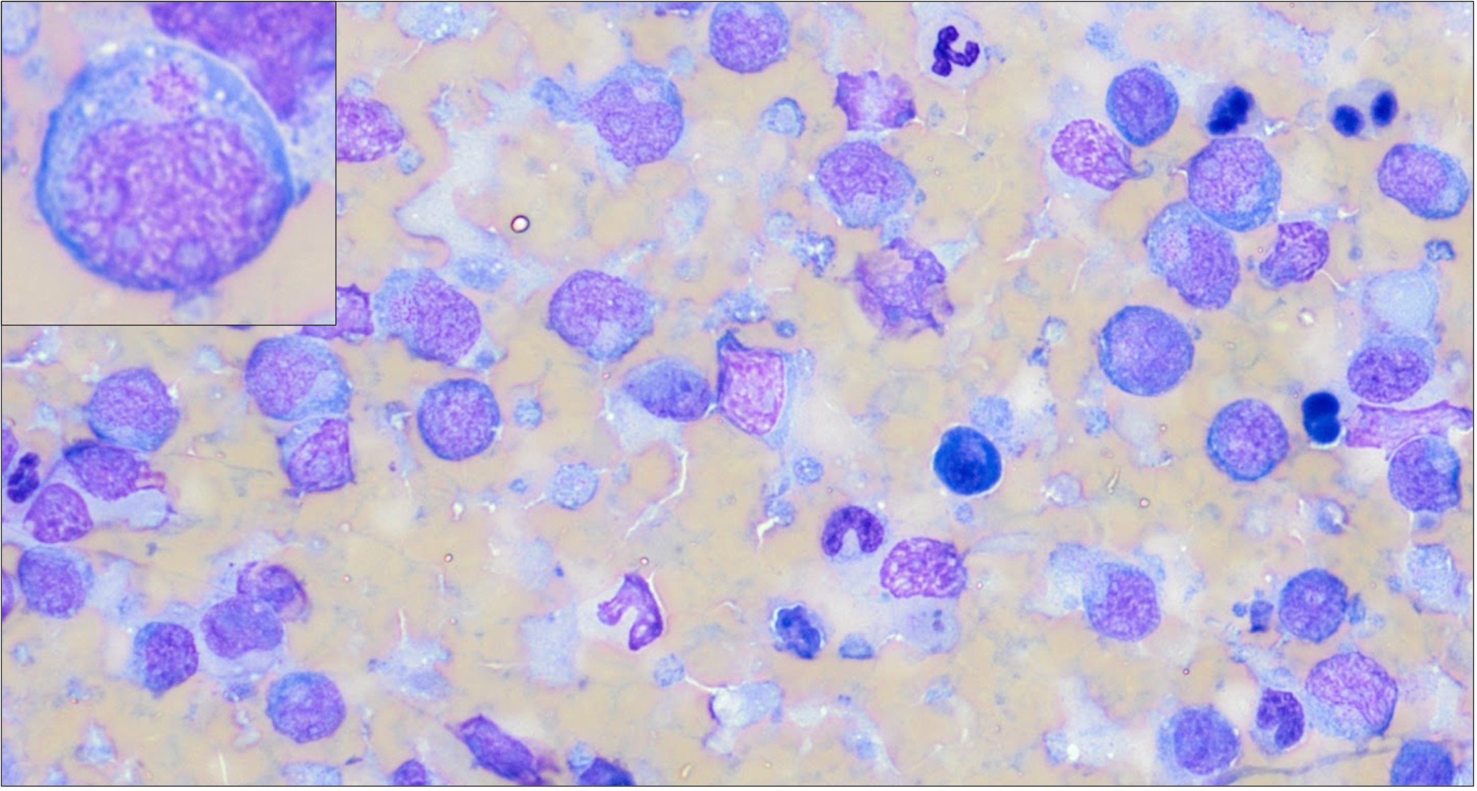 Five-Minute Paper: Canine Granular Lymphoma