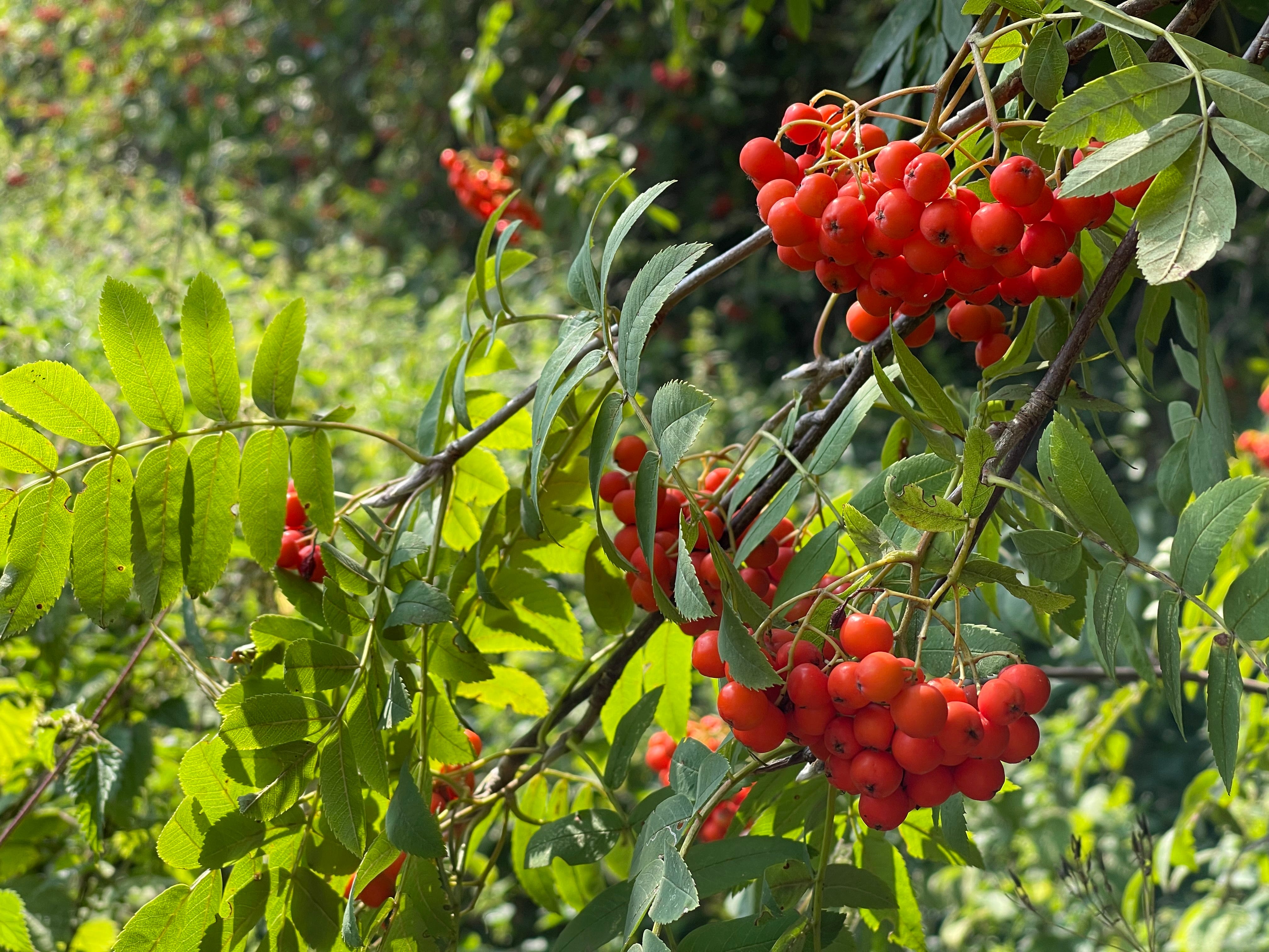 Rowan and The Celtic Tree Calendar - by Amanda Claire Vesty