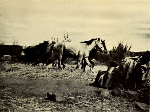 A history of Horses in the southern half of Africa ca. 1498-1900.