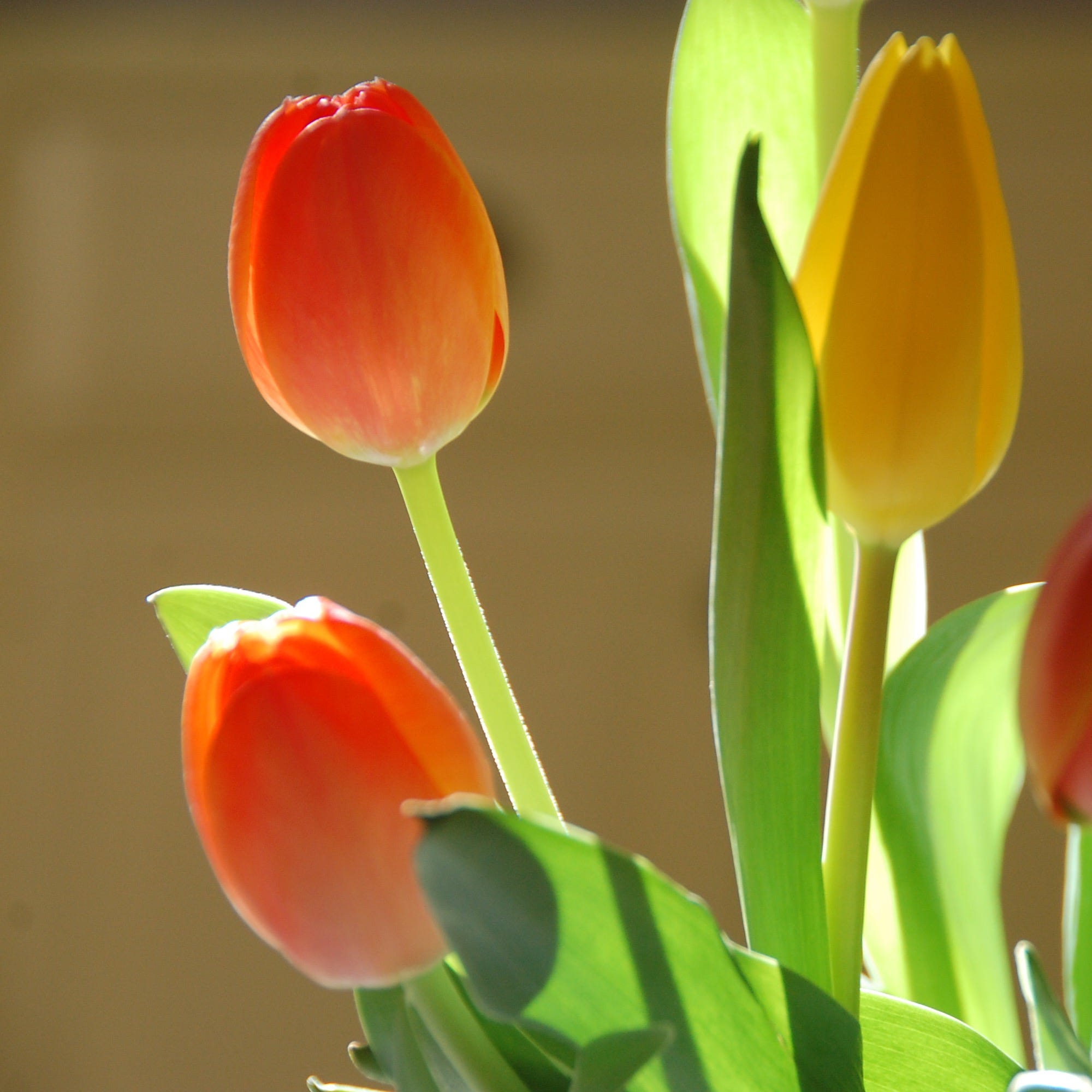 Kelli Pryor | Substack