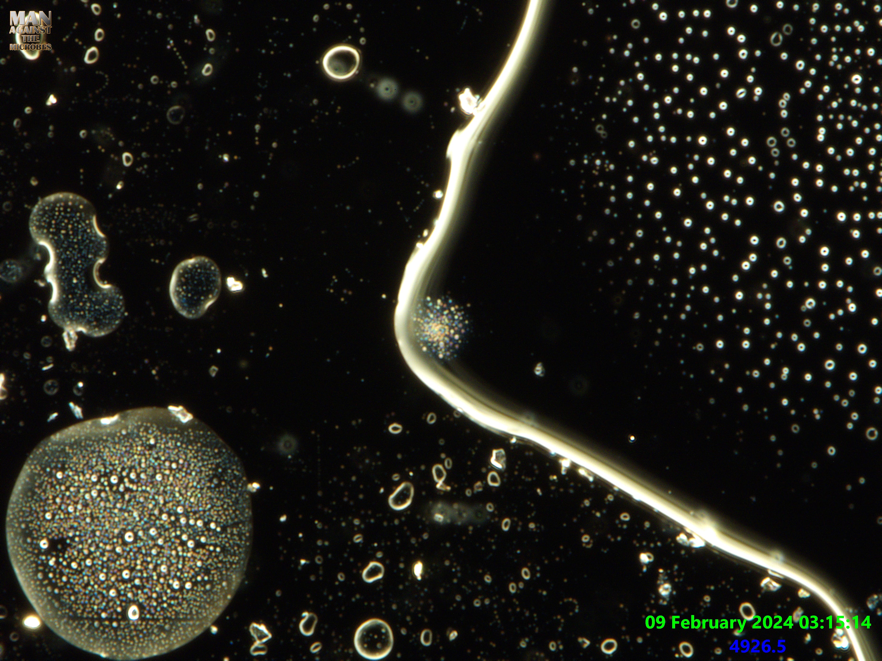 Groundbreaking morphological finds from swab samples.