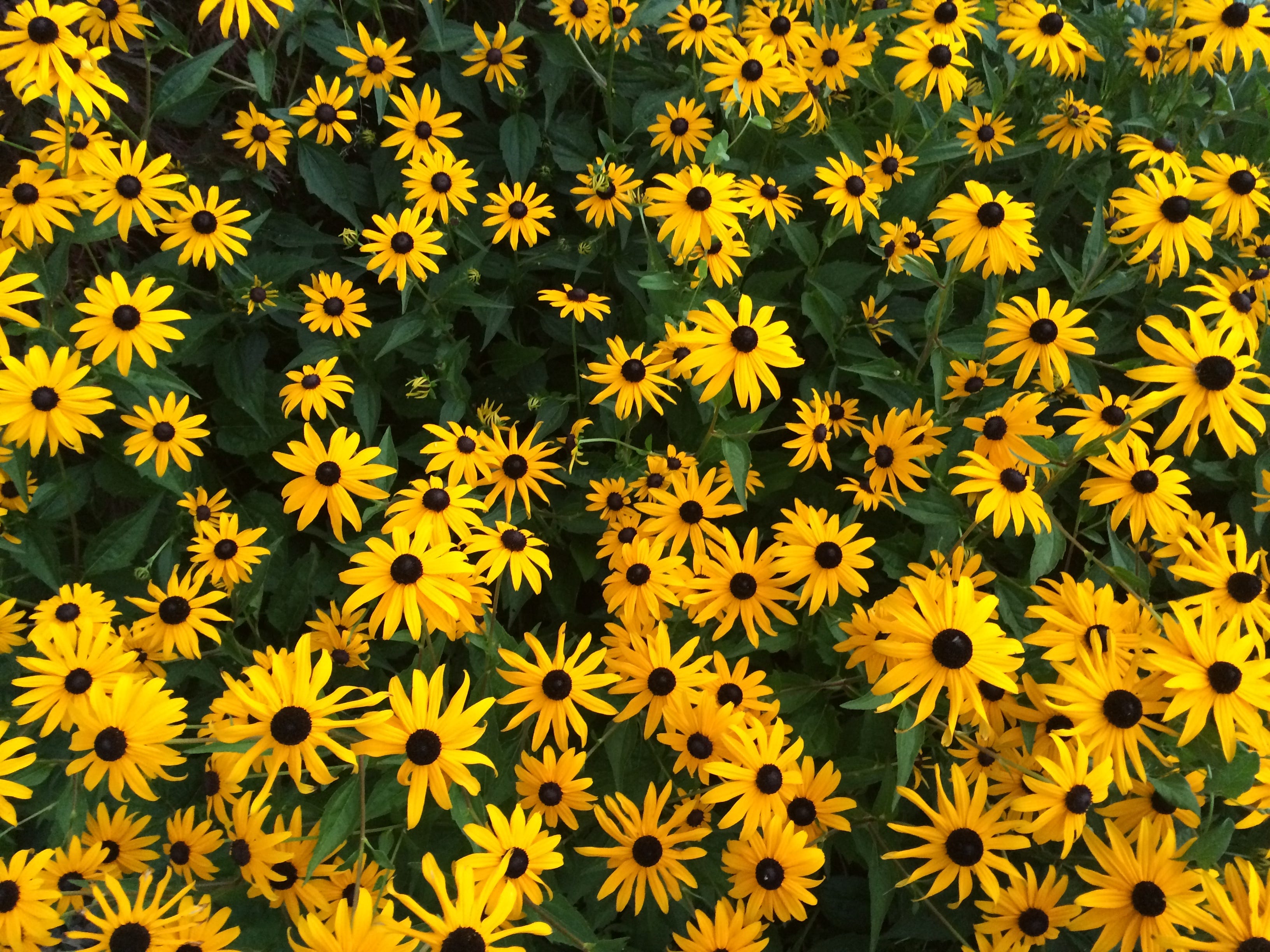 Nicole Lavelle | Substack