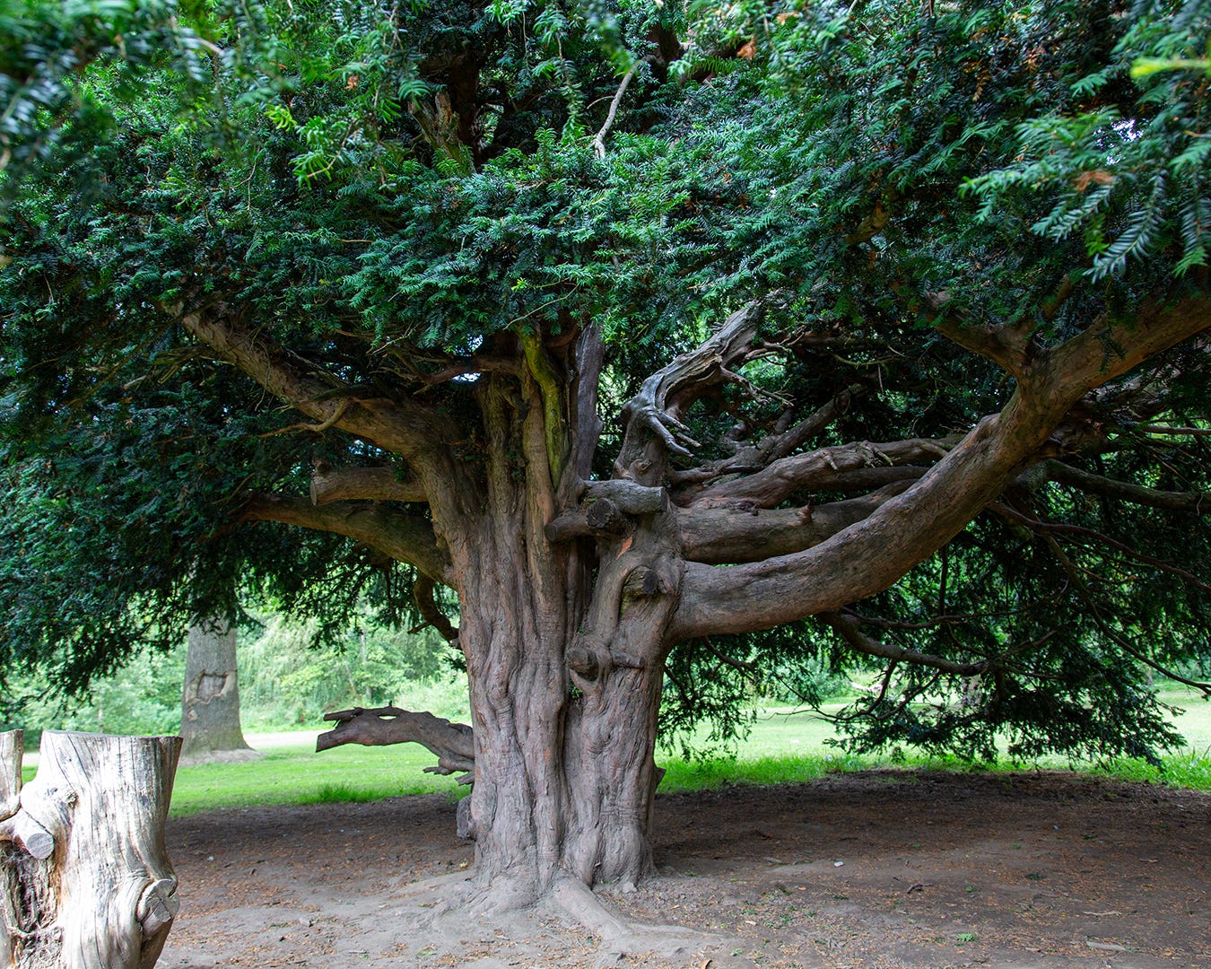 31. Bungalow Tree - by Paul Wood - The Street Tree
