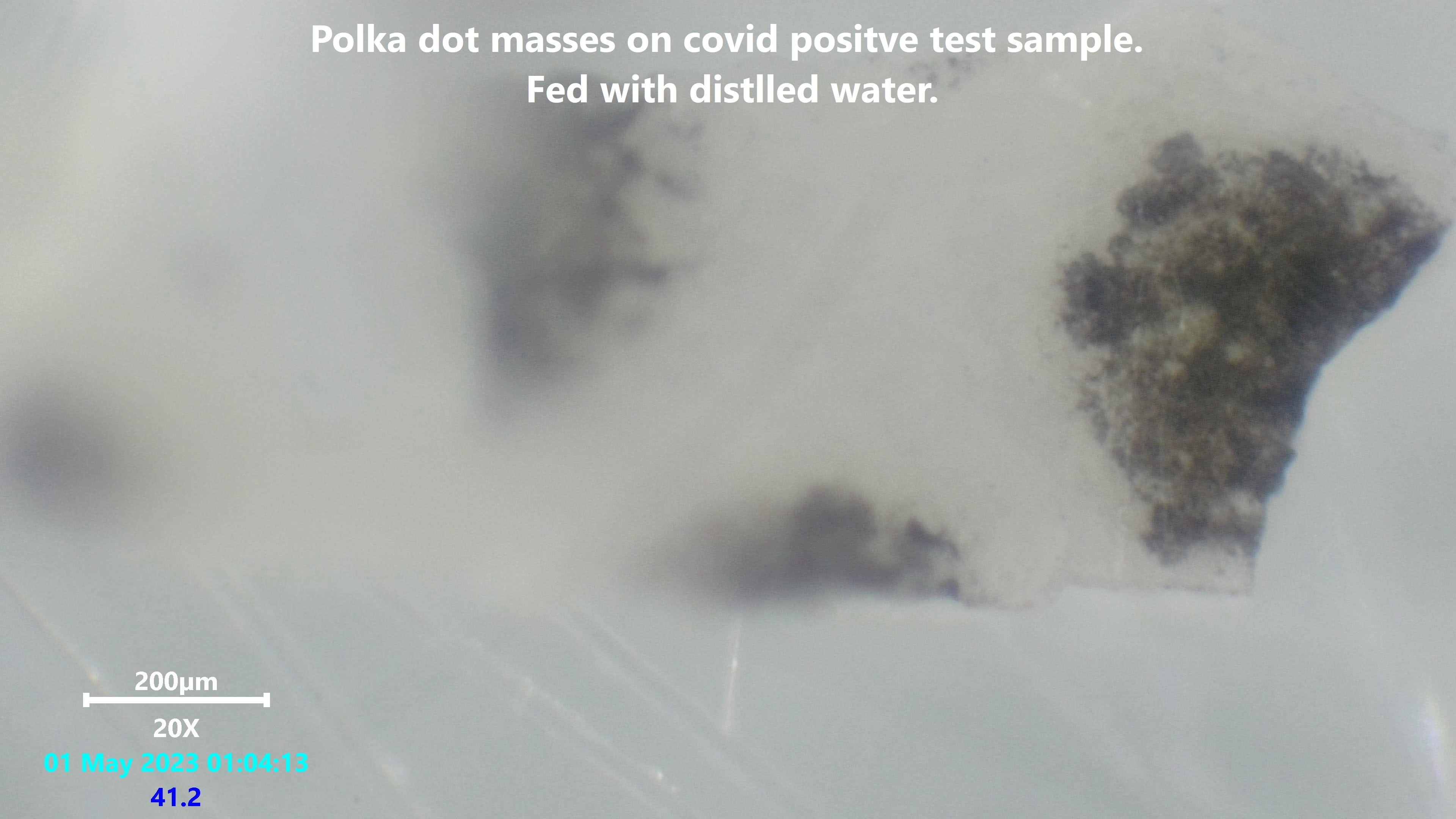 C O V -19 positive rapid test viewing. - Karl.C’s Substack