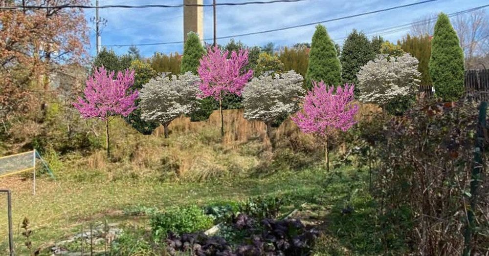 Fun Playing with Privacy Hedge Options - by Heather Evans